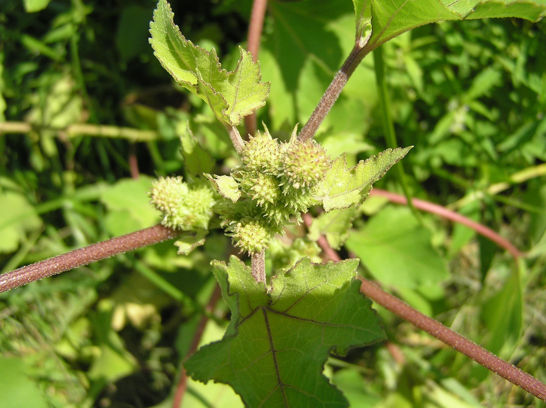 Native Trees of Indiana River Walk