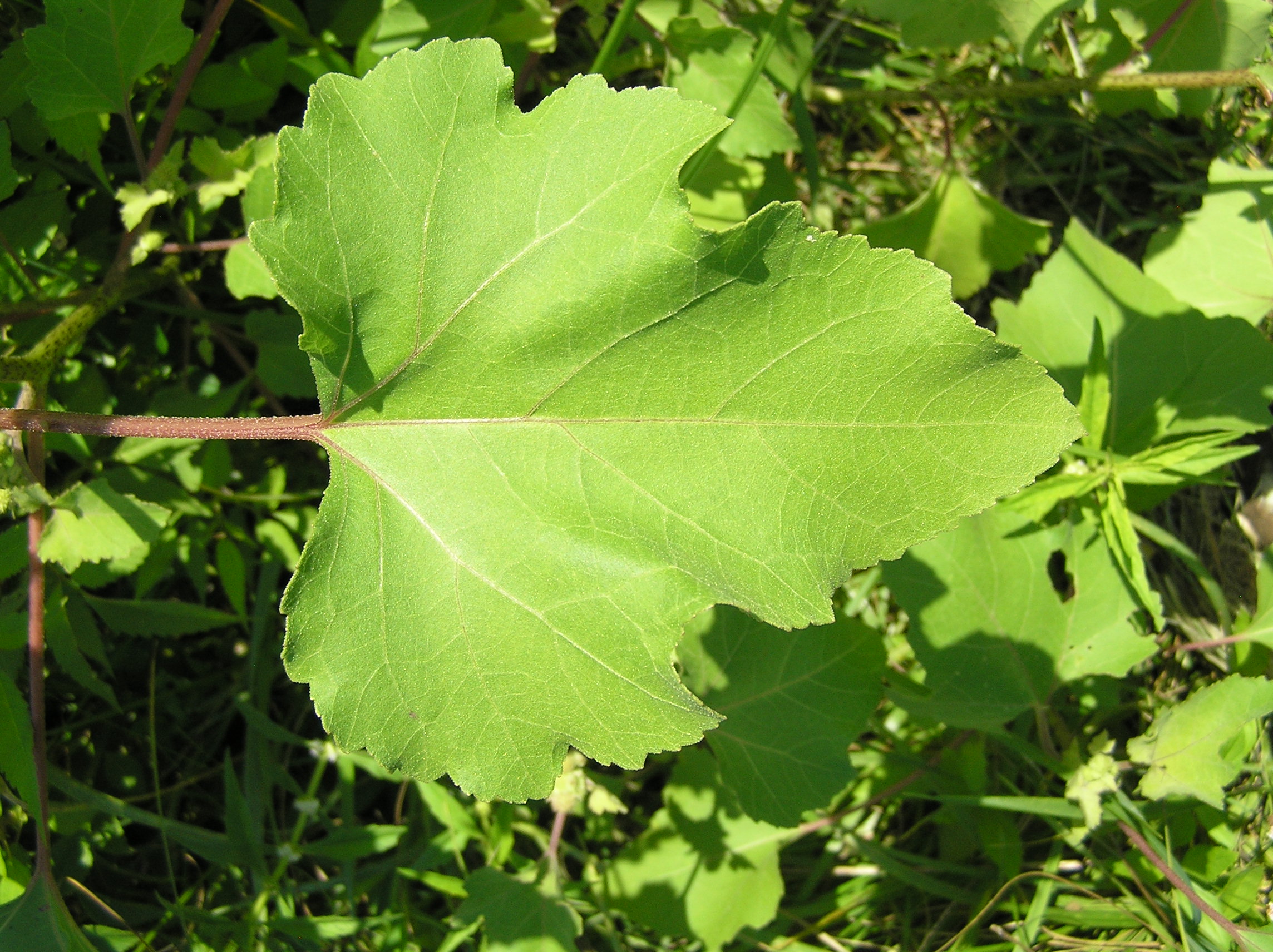 Native Trees of Indiana River Walk