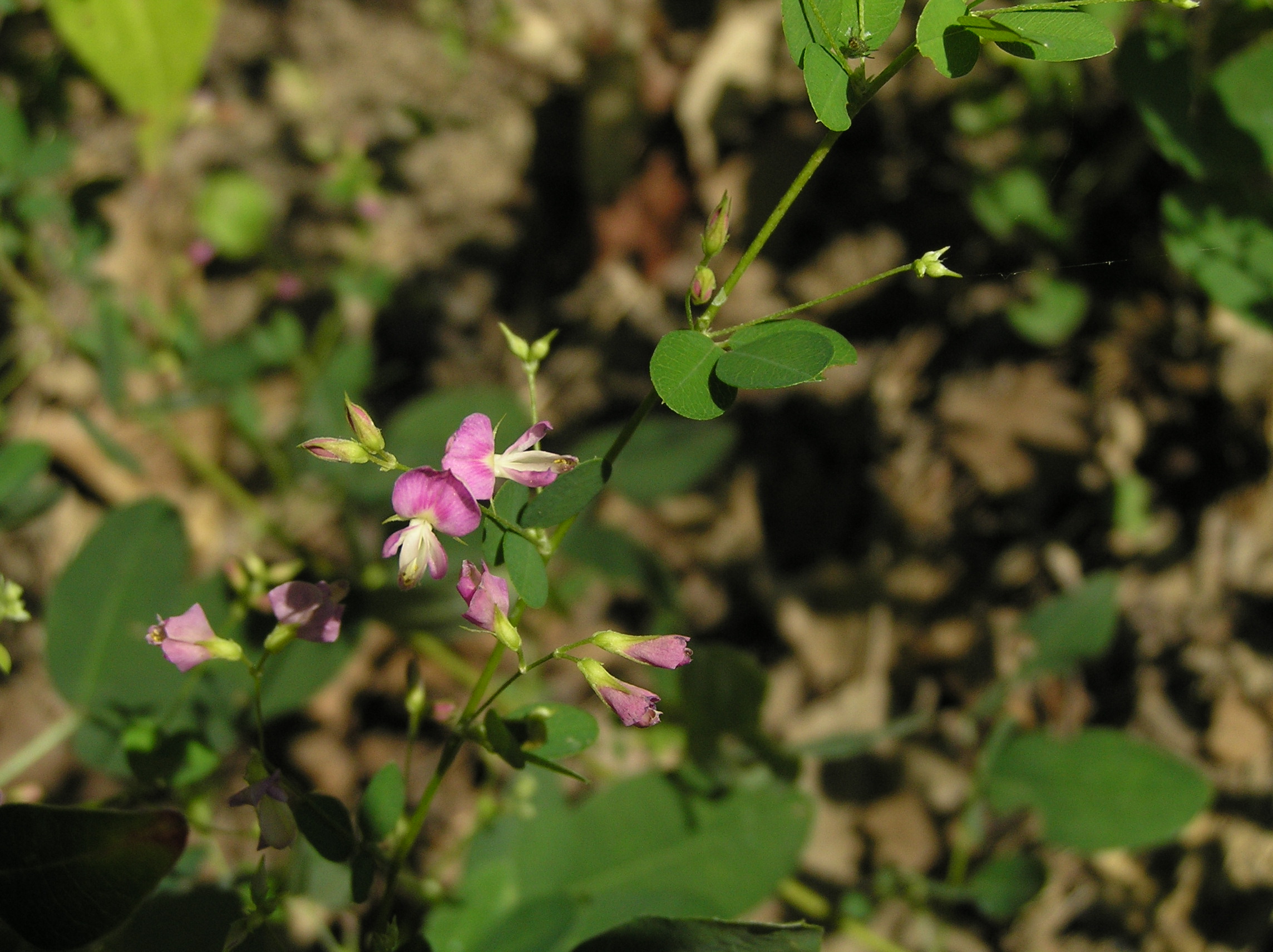 Native Trees of Indiana River Walk