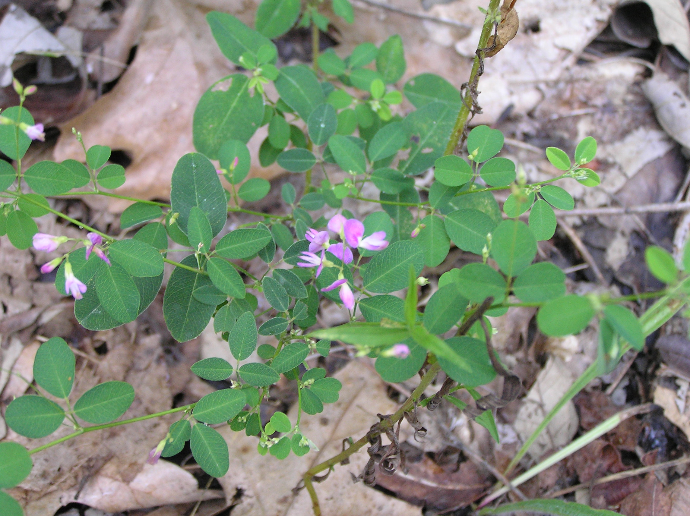 Native Trees of Indiana River Walk