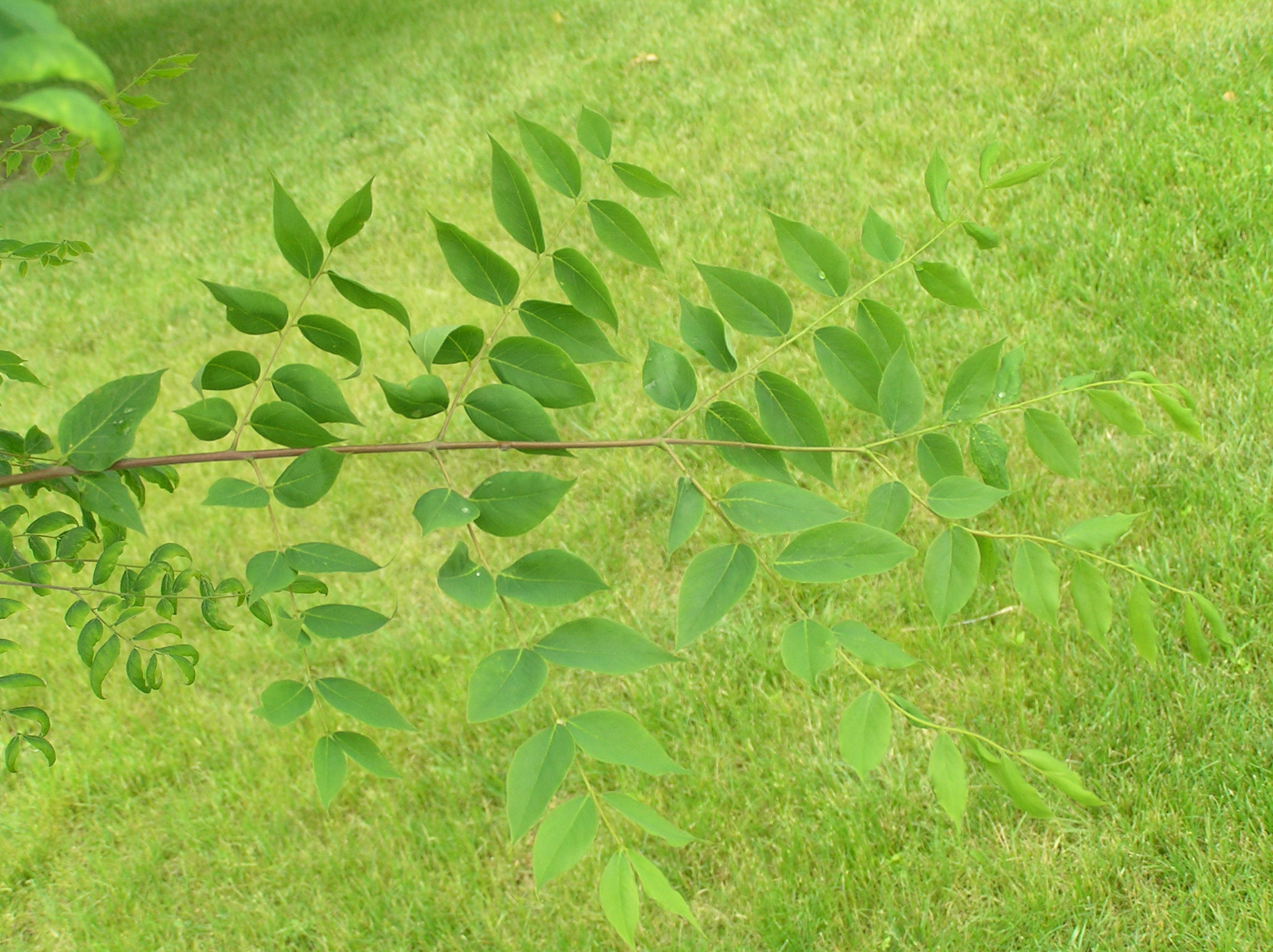 Native Trees of Indiana River Walk
