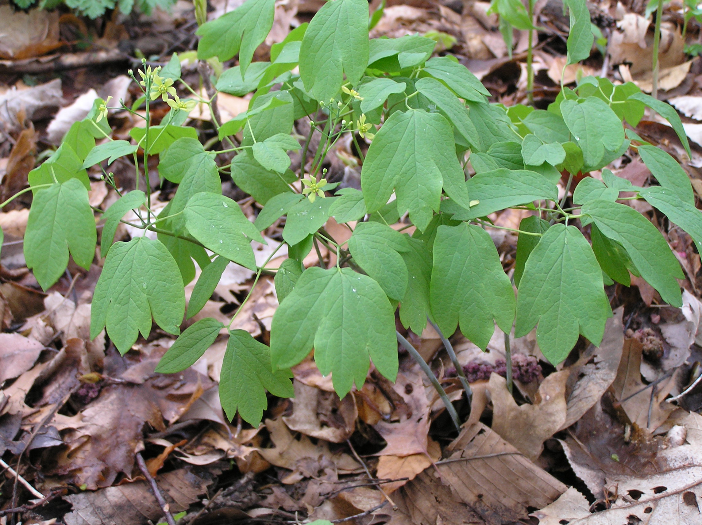 Native Trees of Indiana River Walk