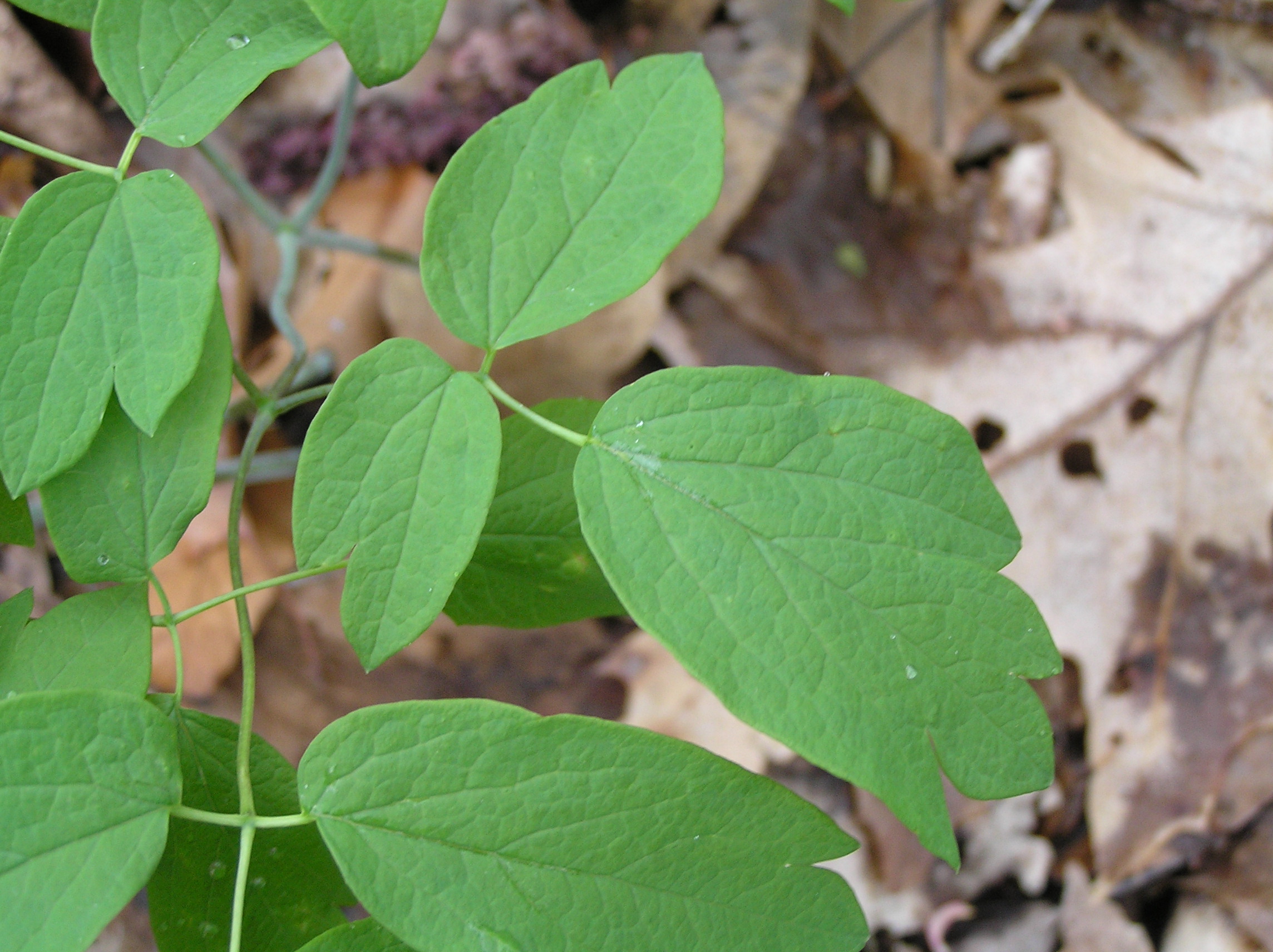Native Trees of Indiana River Walk