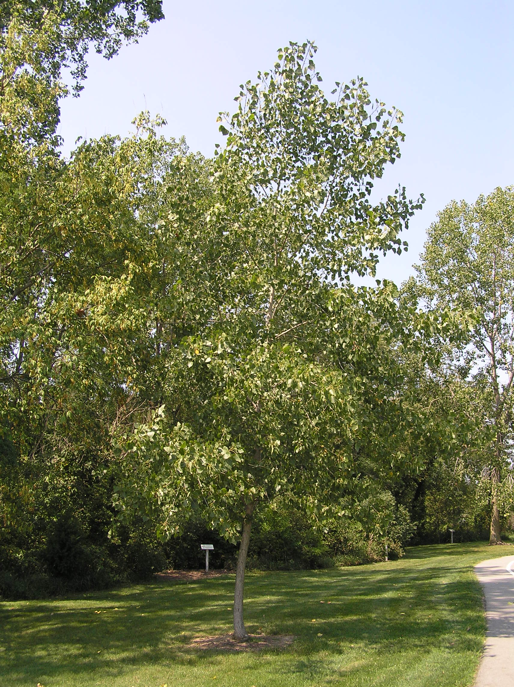 Native Trees of Indiana River Walk