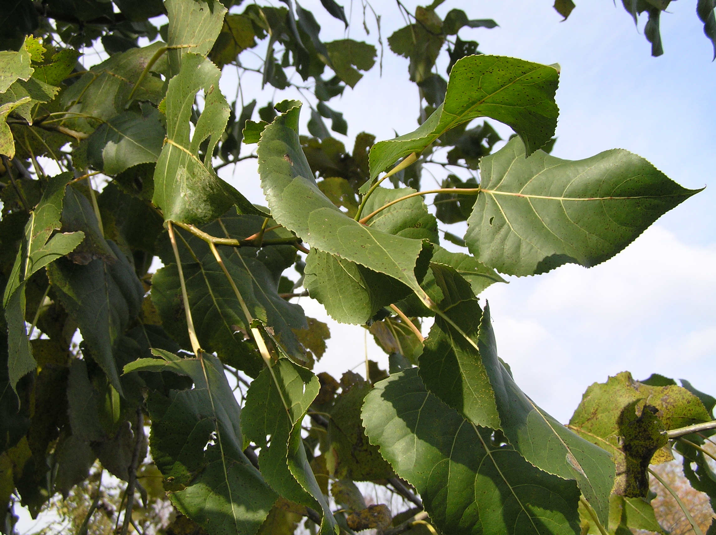 Native Trees of Indiana River Walk