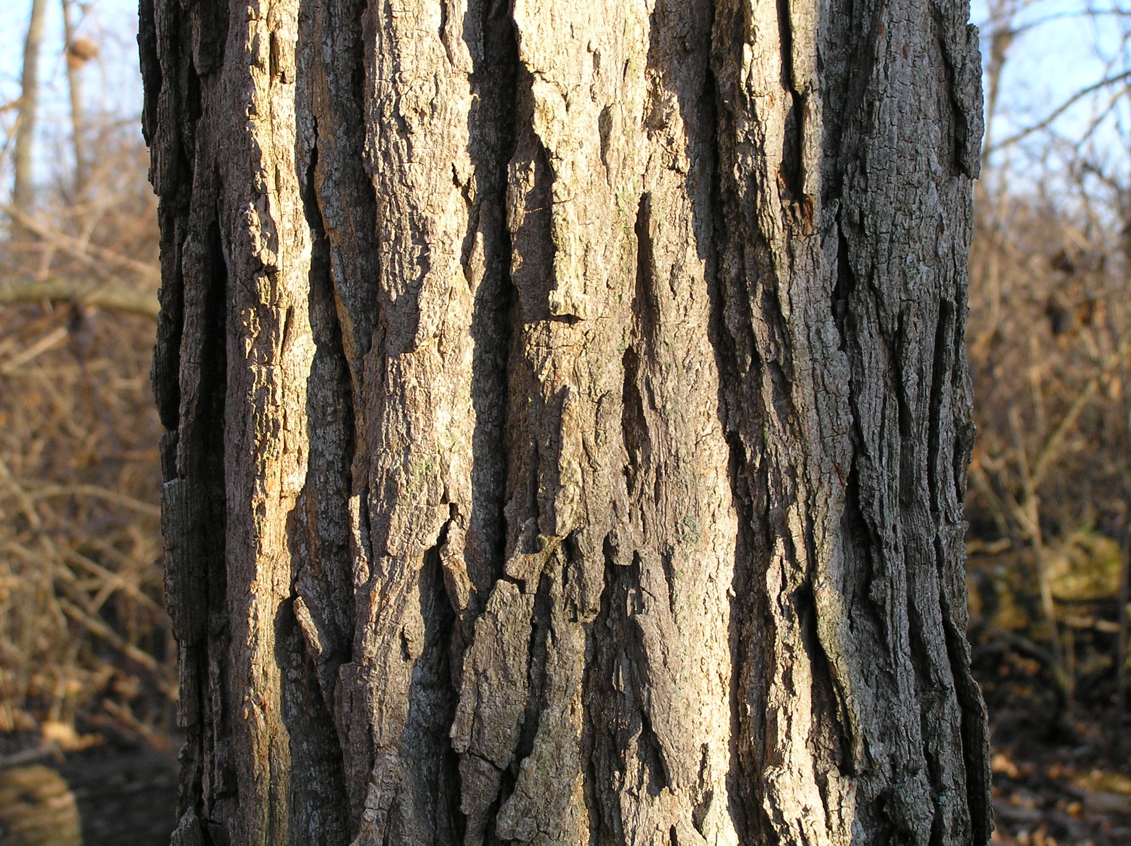 Native Trees of Indiana River Walk