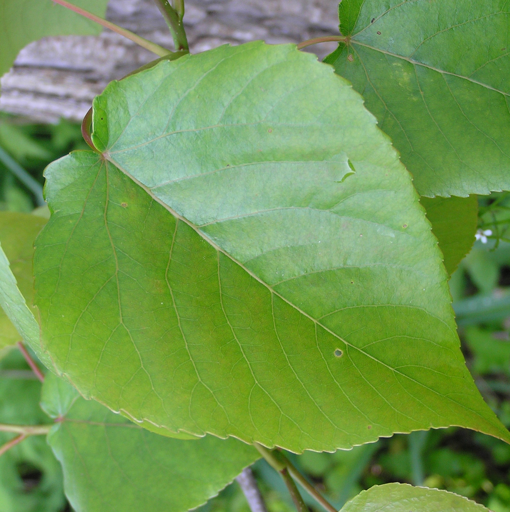 Native Trees of Indiana River Walk