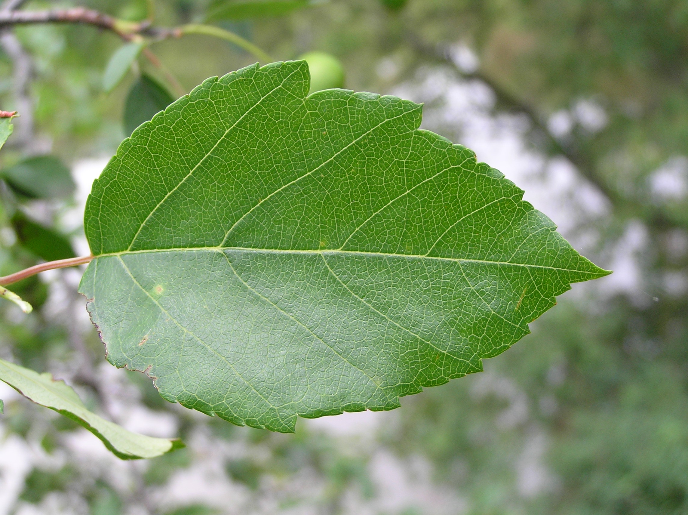 Native Trees of Indiana River Walk