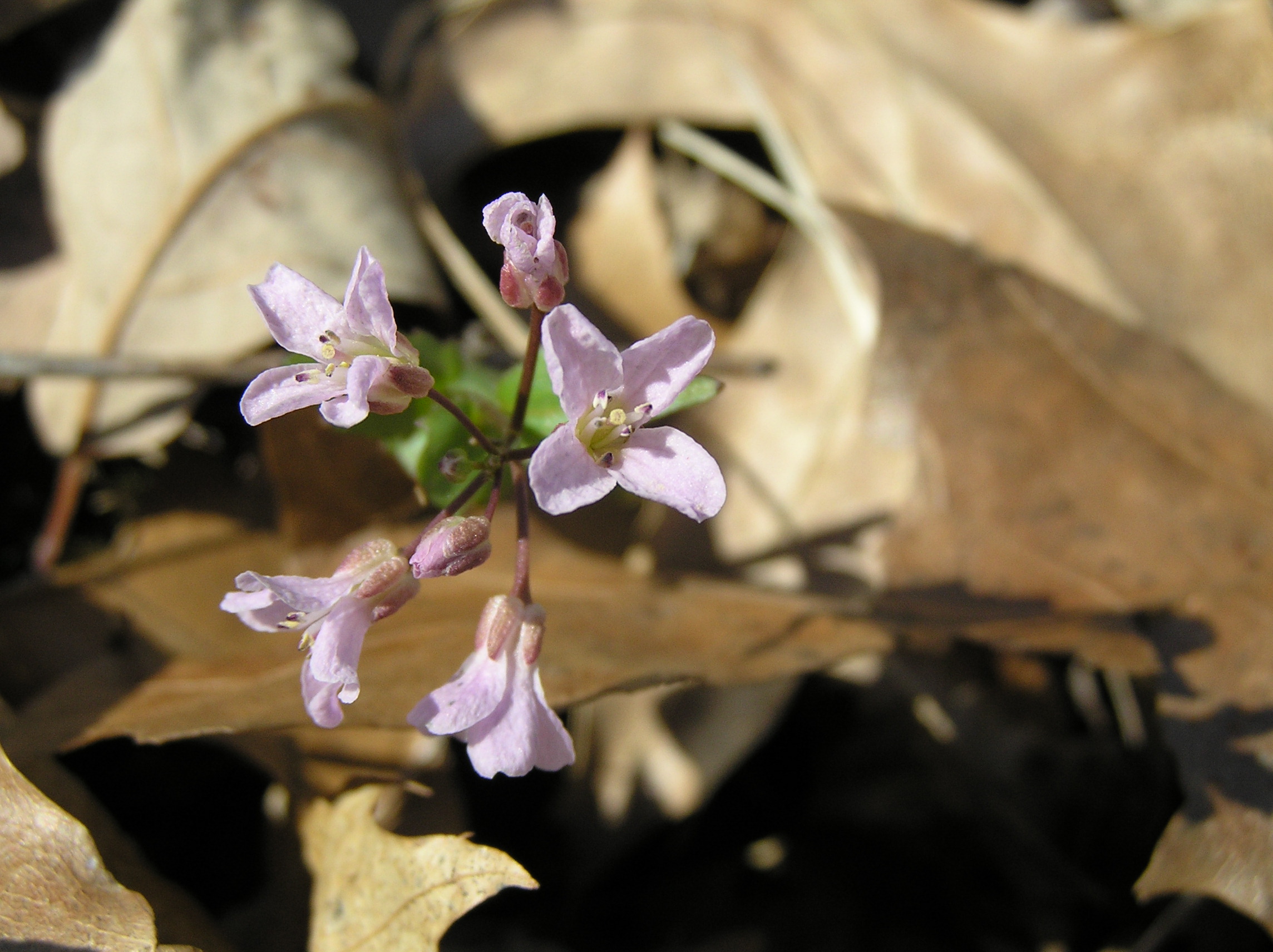 Native Trees of Indiana River Walk