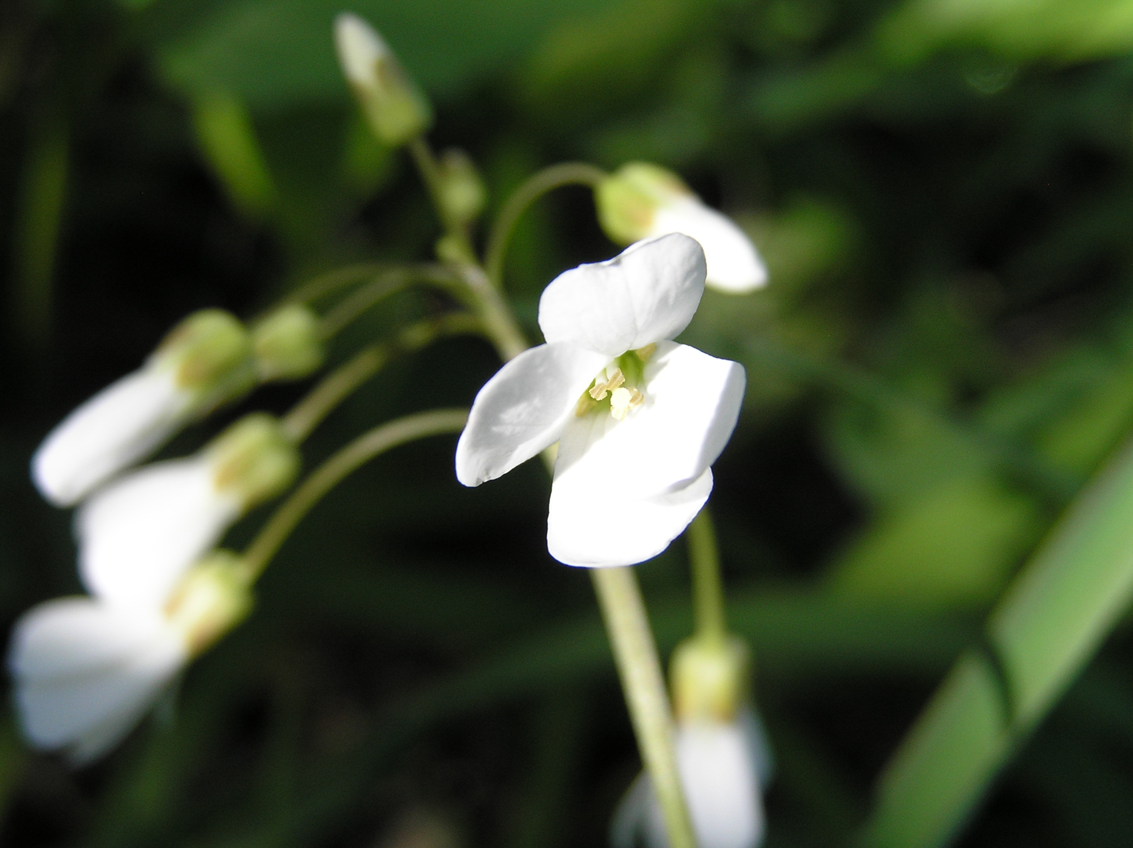 Native Trees of Indiana River Walk