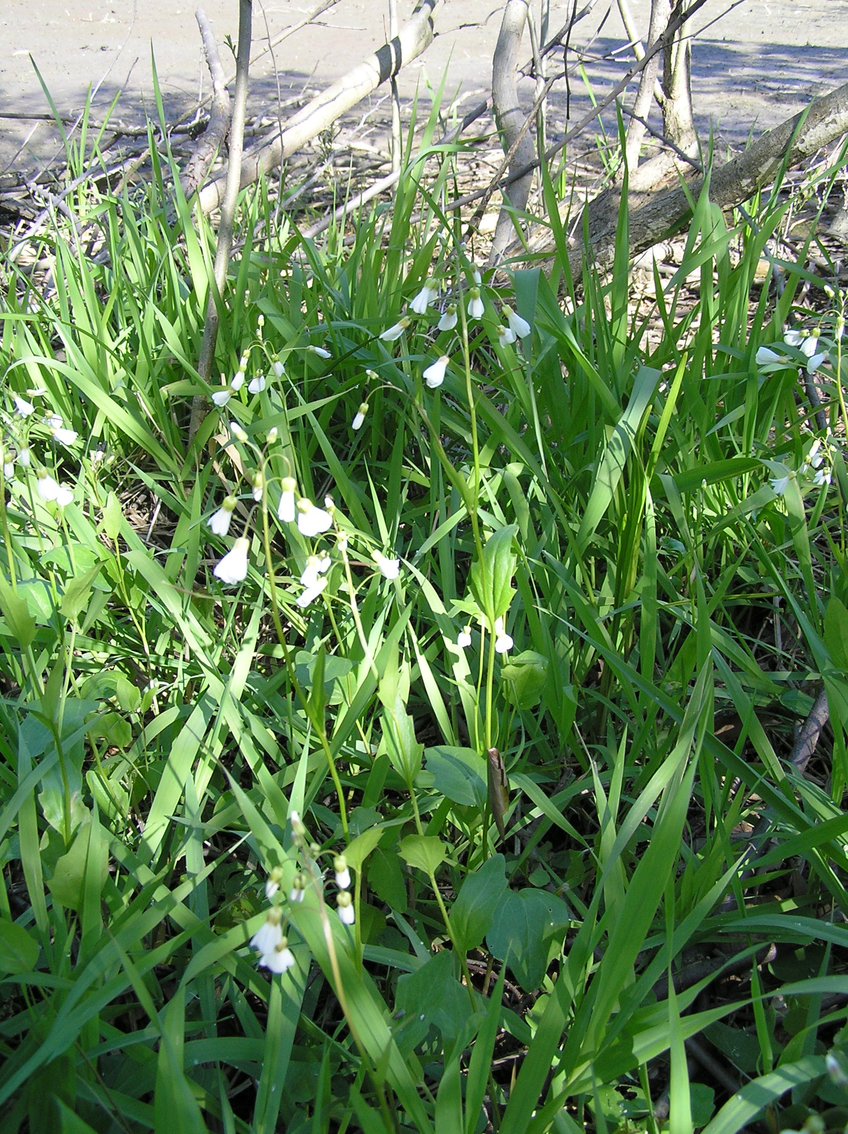 Native Trees of Indiana River Walk