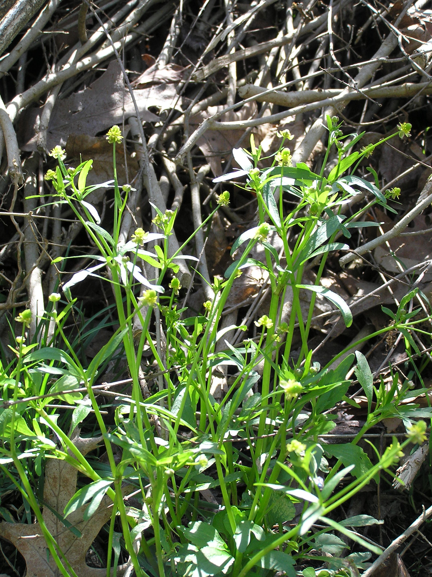 Native Trees of Indiana River Walk