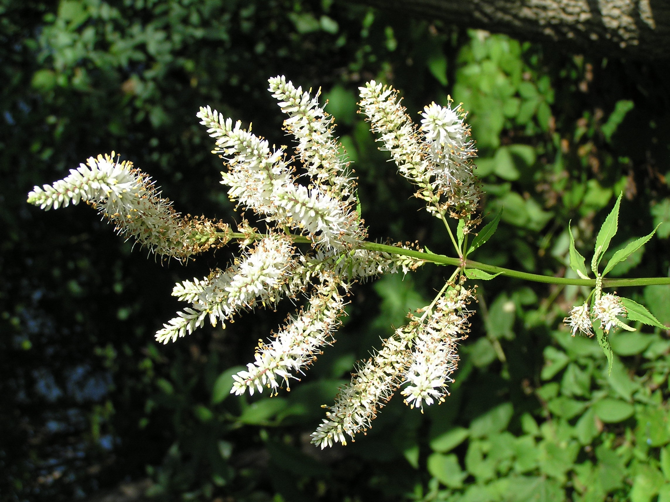 Native Trees of Indiana River Walk