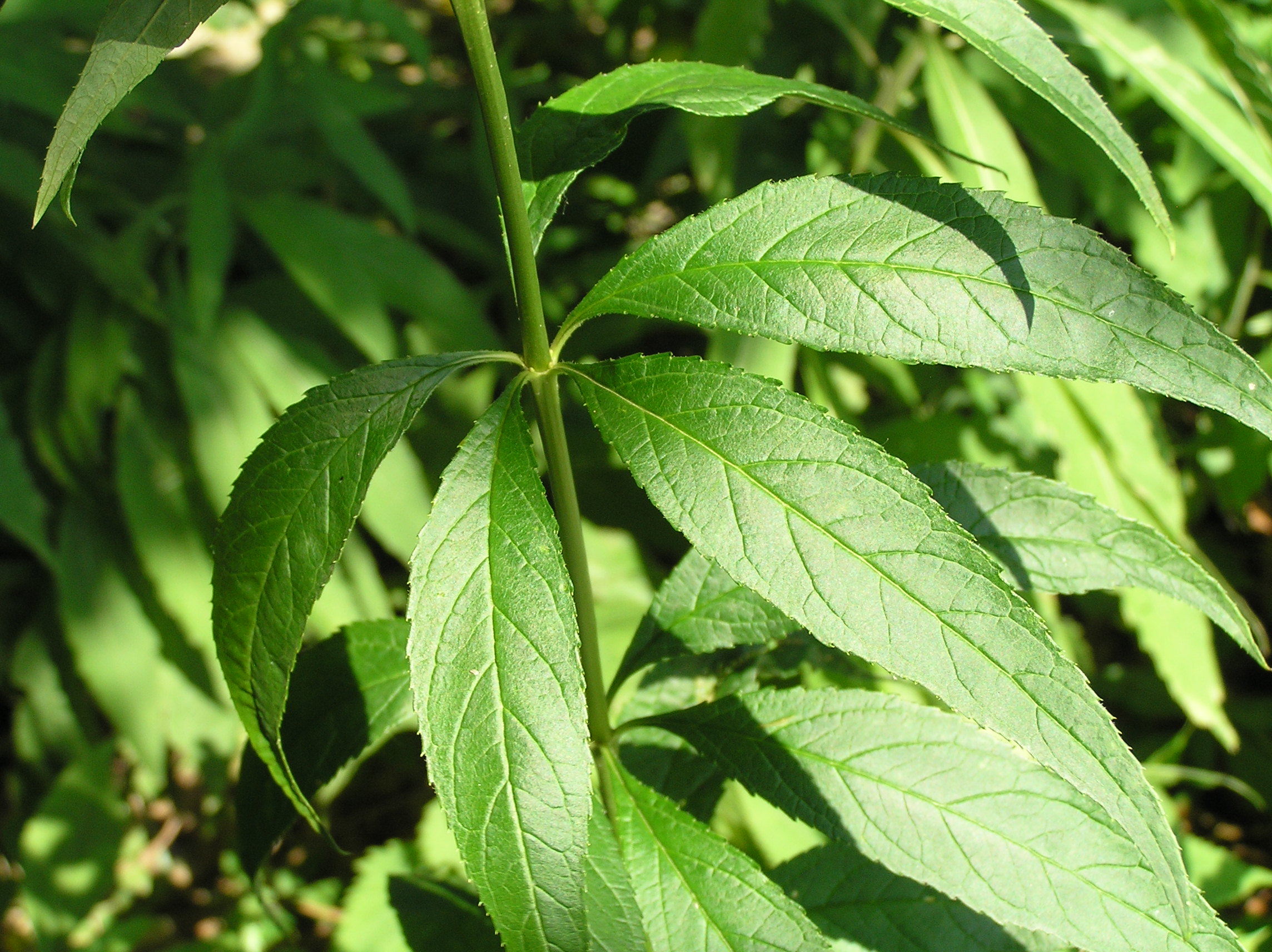 Native Trees of Indiana River Walk