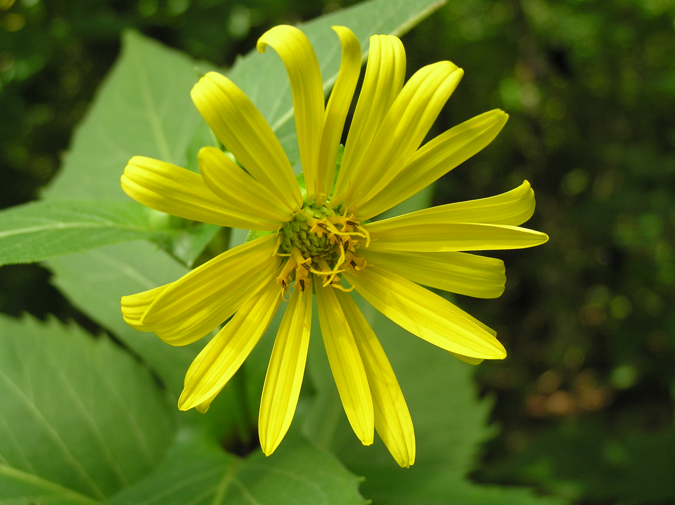 Native Trees of Indiana River Walk