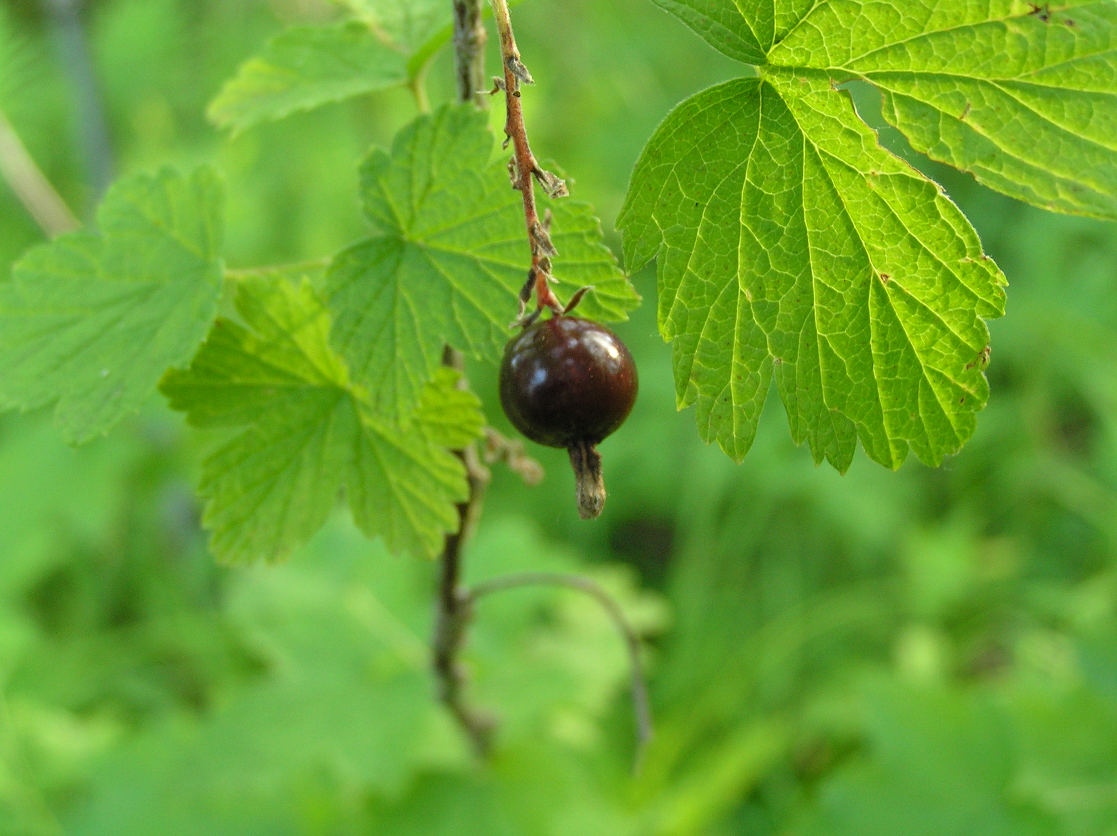 Native Trees of Indiana River Walk