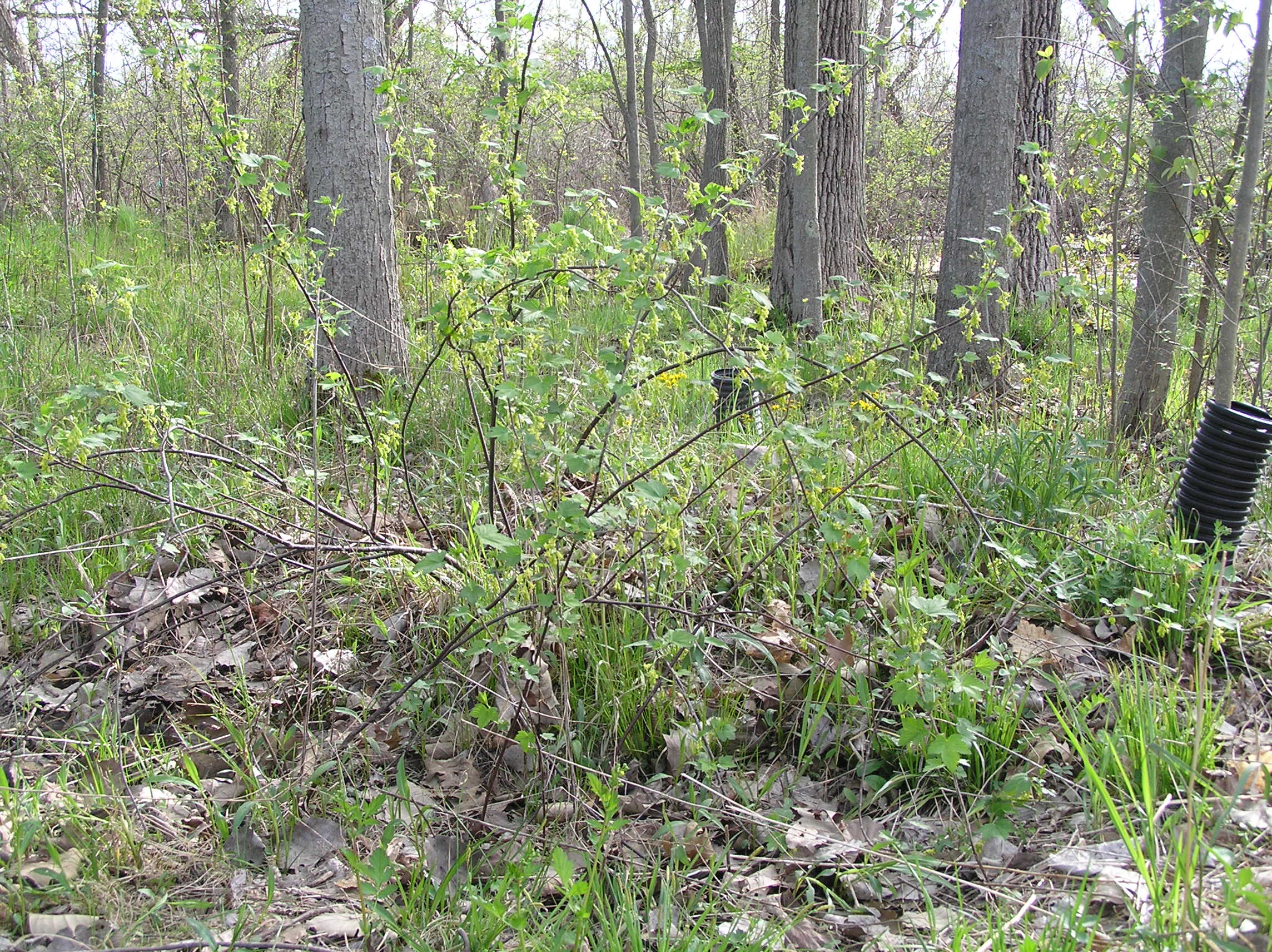 Native Trees of Indiana River Walk