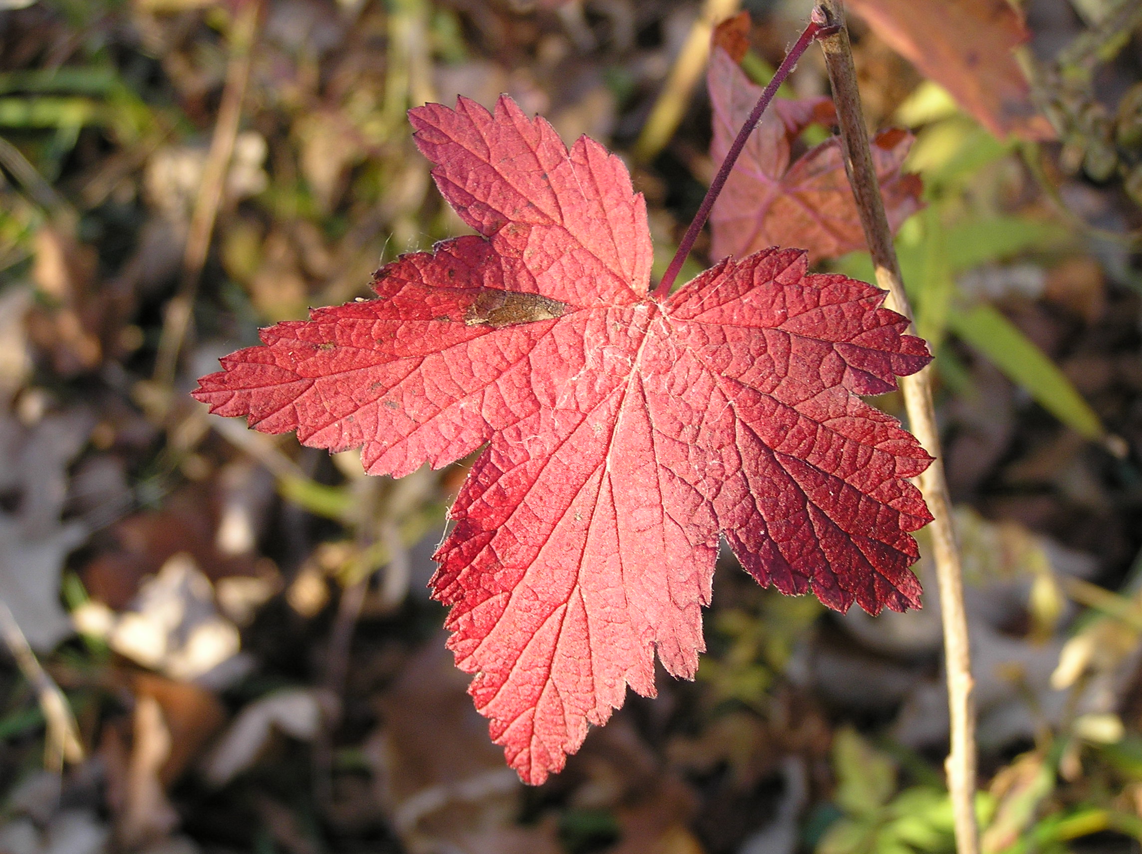 Native Trees of Indiana River Walk