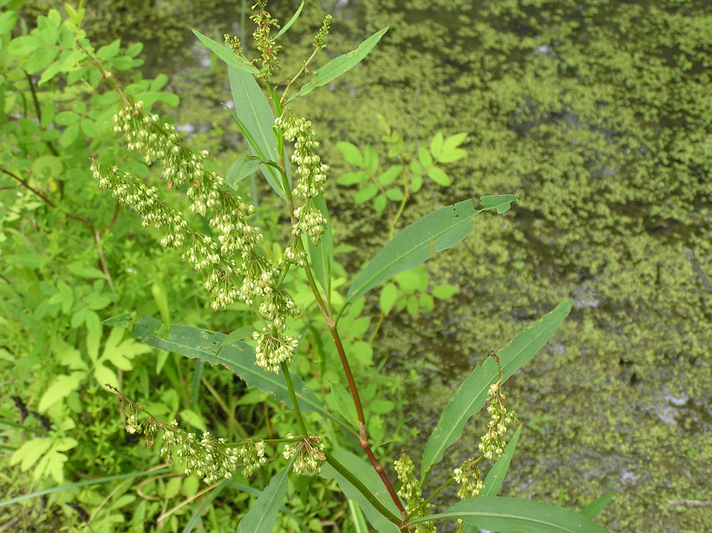 Native Trees of Indiana River Walk