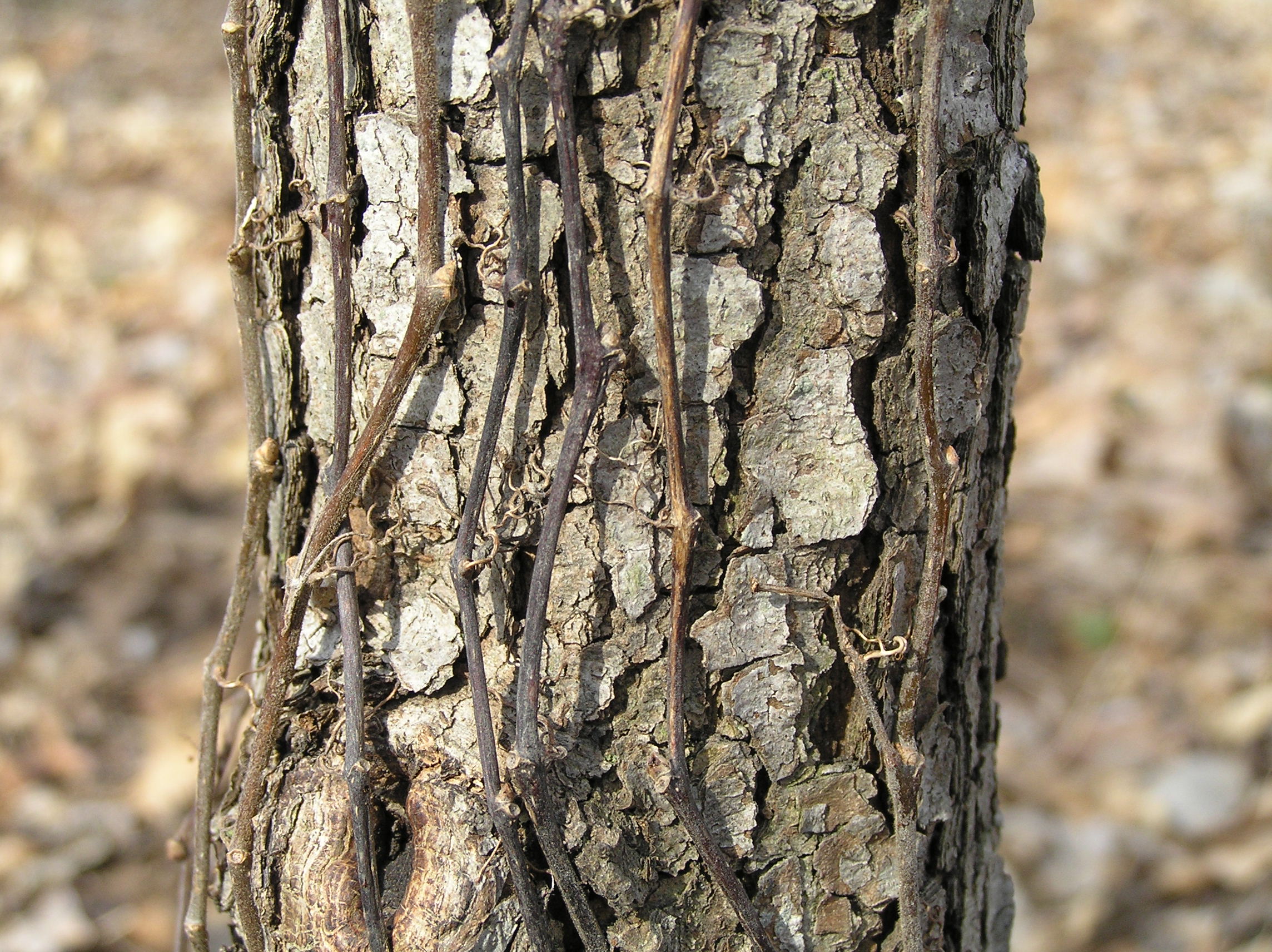 Native Trees of Indiana River Walk