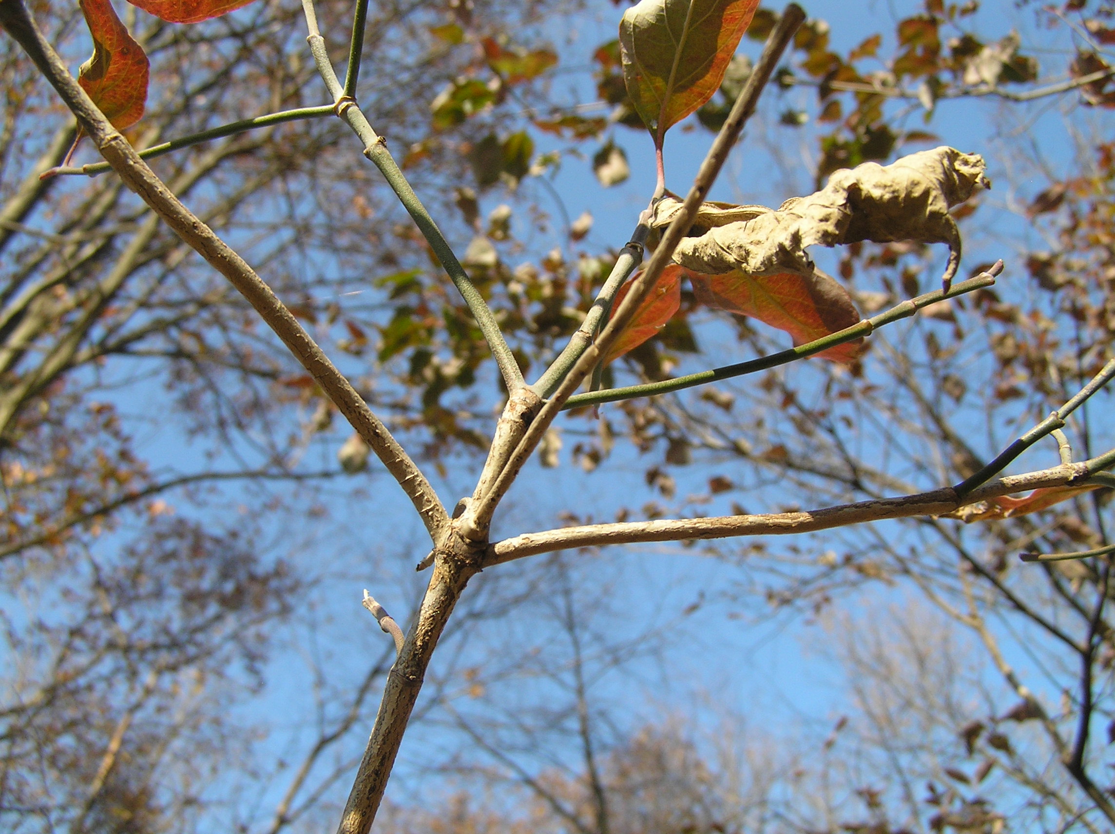 Native Trees of Indiana River Walk