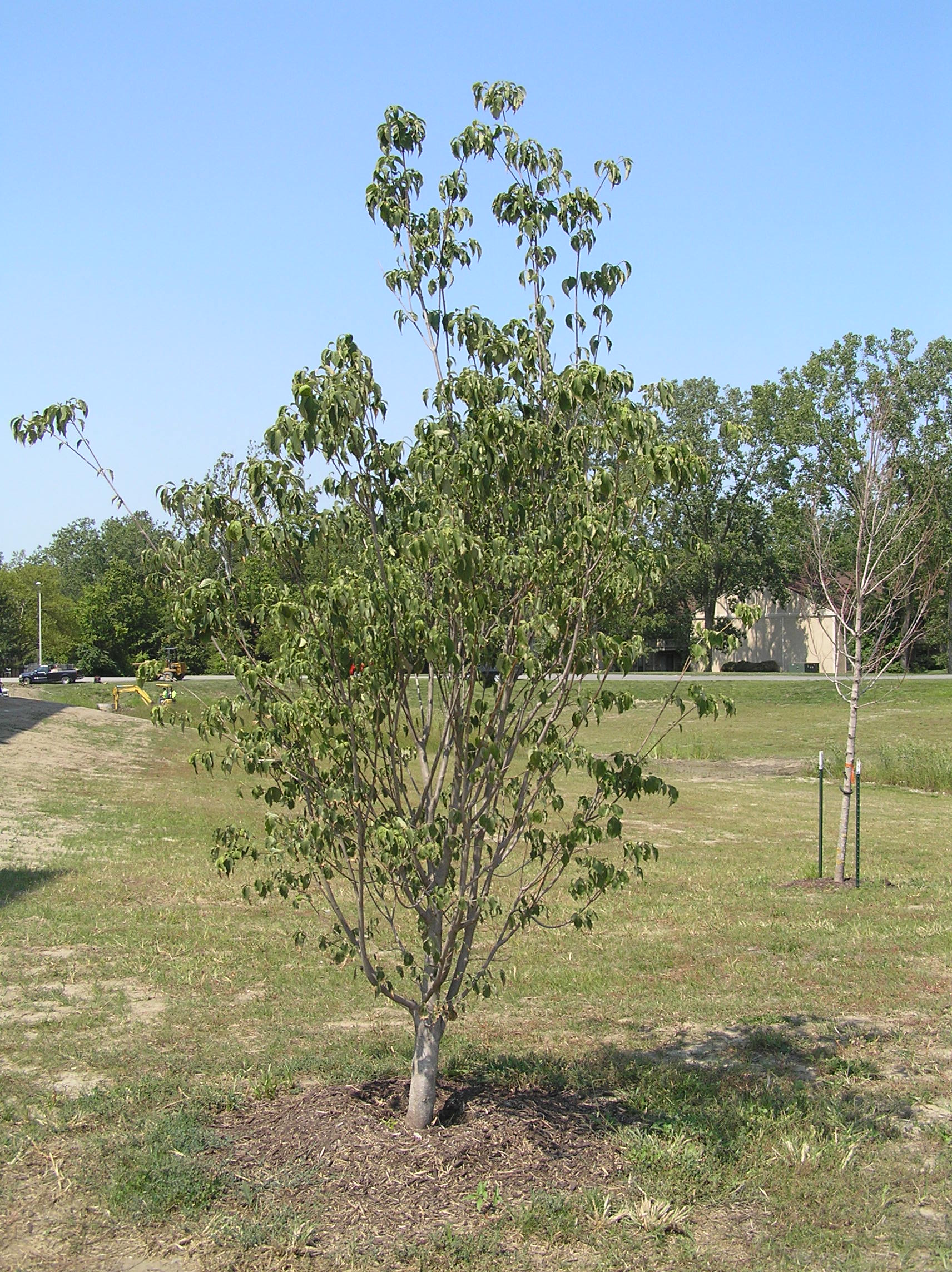 Native Trees of Indiana River Walk