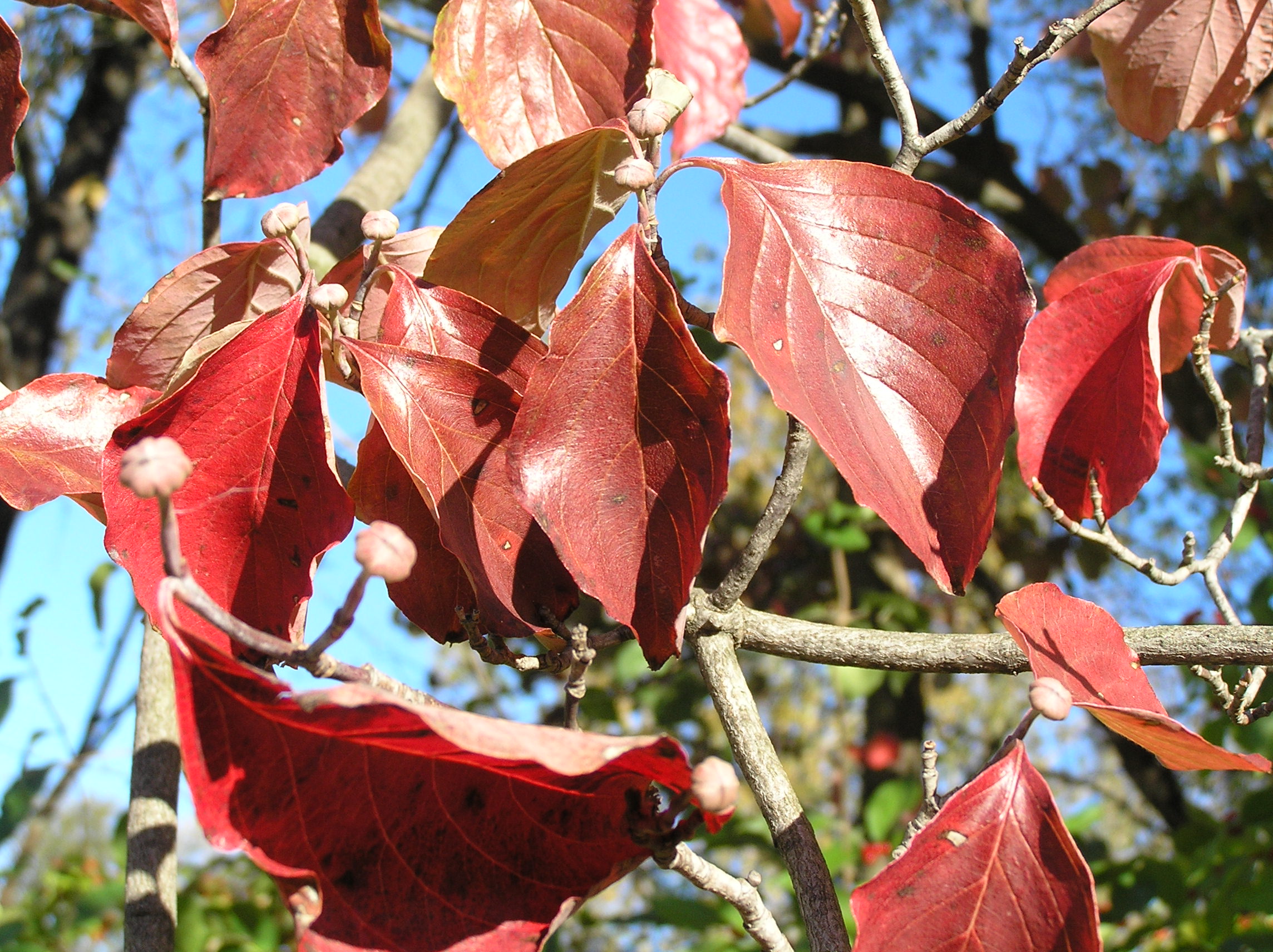 Native Trees of Indiana River Walk