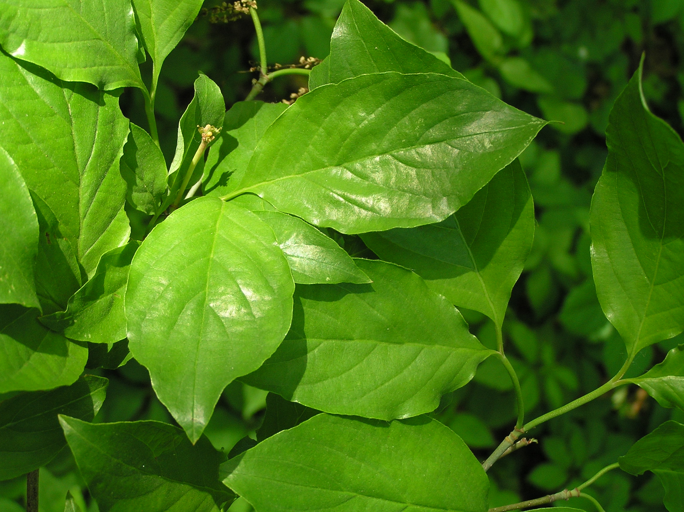 Native Trees of Indiana River Walk