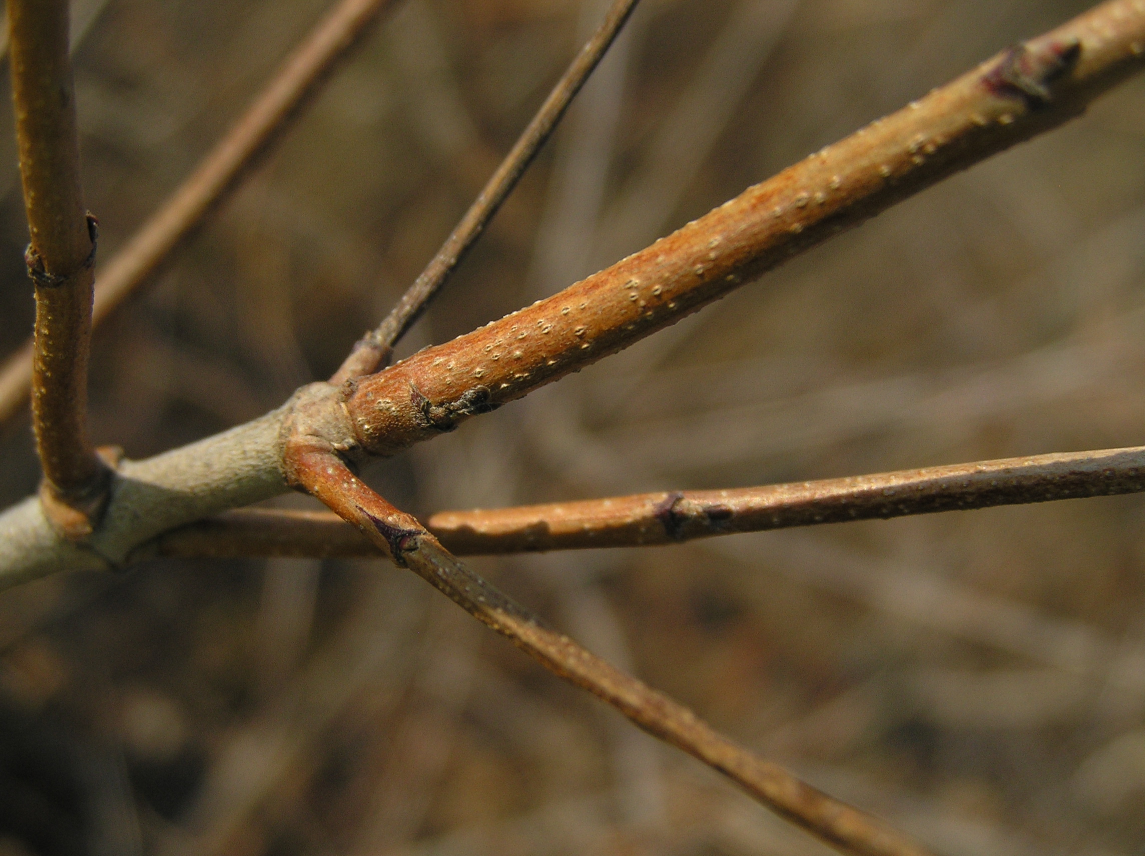 Native Trees of Indiana River Walk