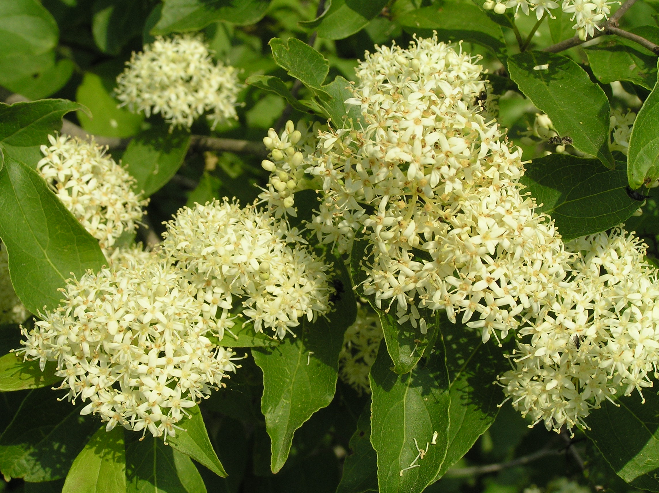 Native Trees of Indiana River Walk