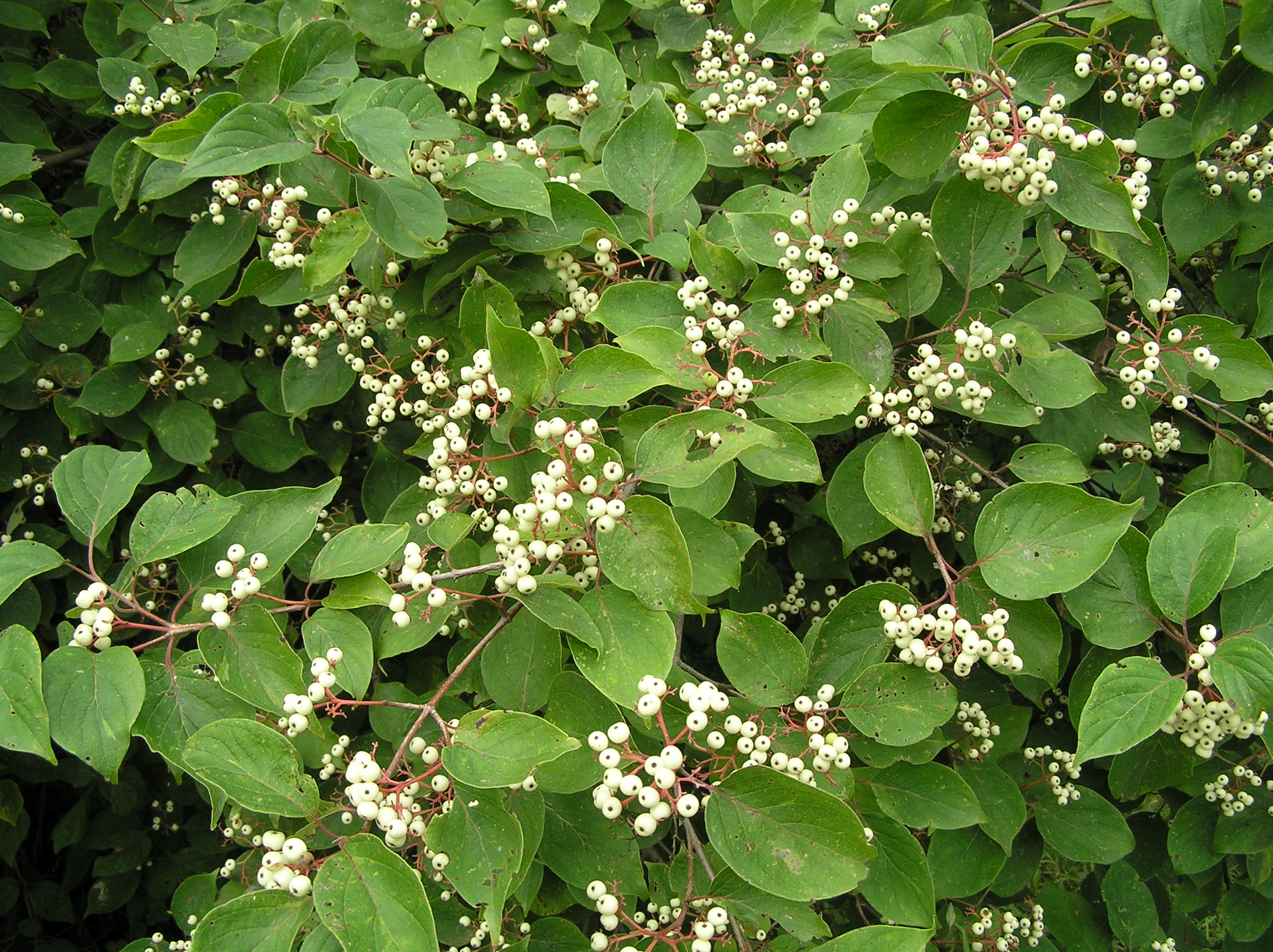 Native Trees of Indiana River Walk