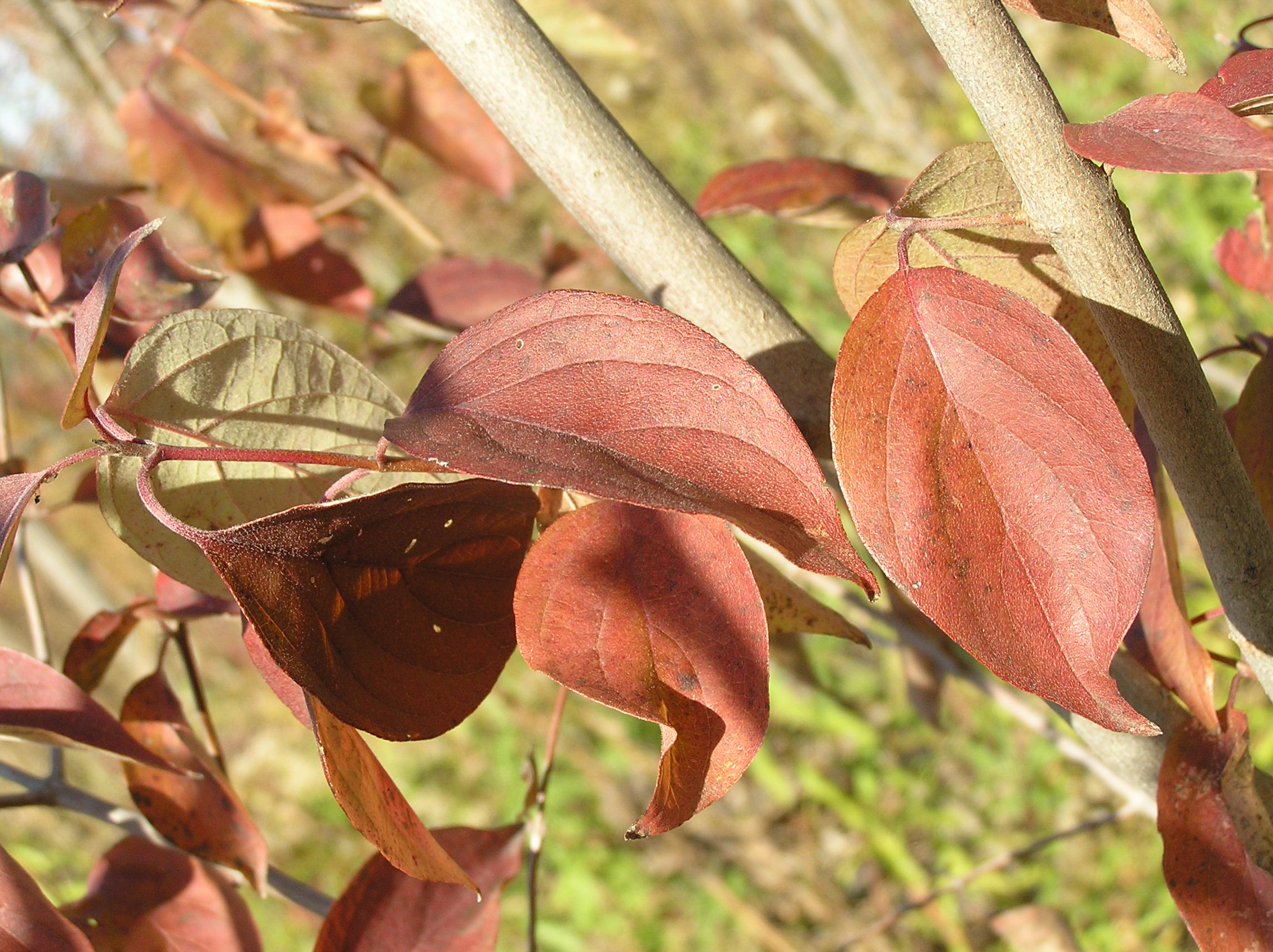 Native Trees of Indiana River Walk