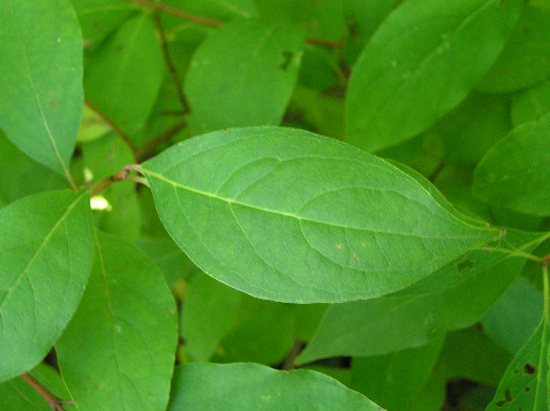 Native Trees of Indiana River Walk