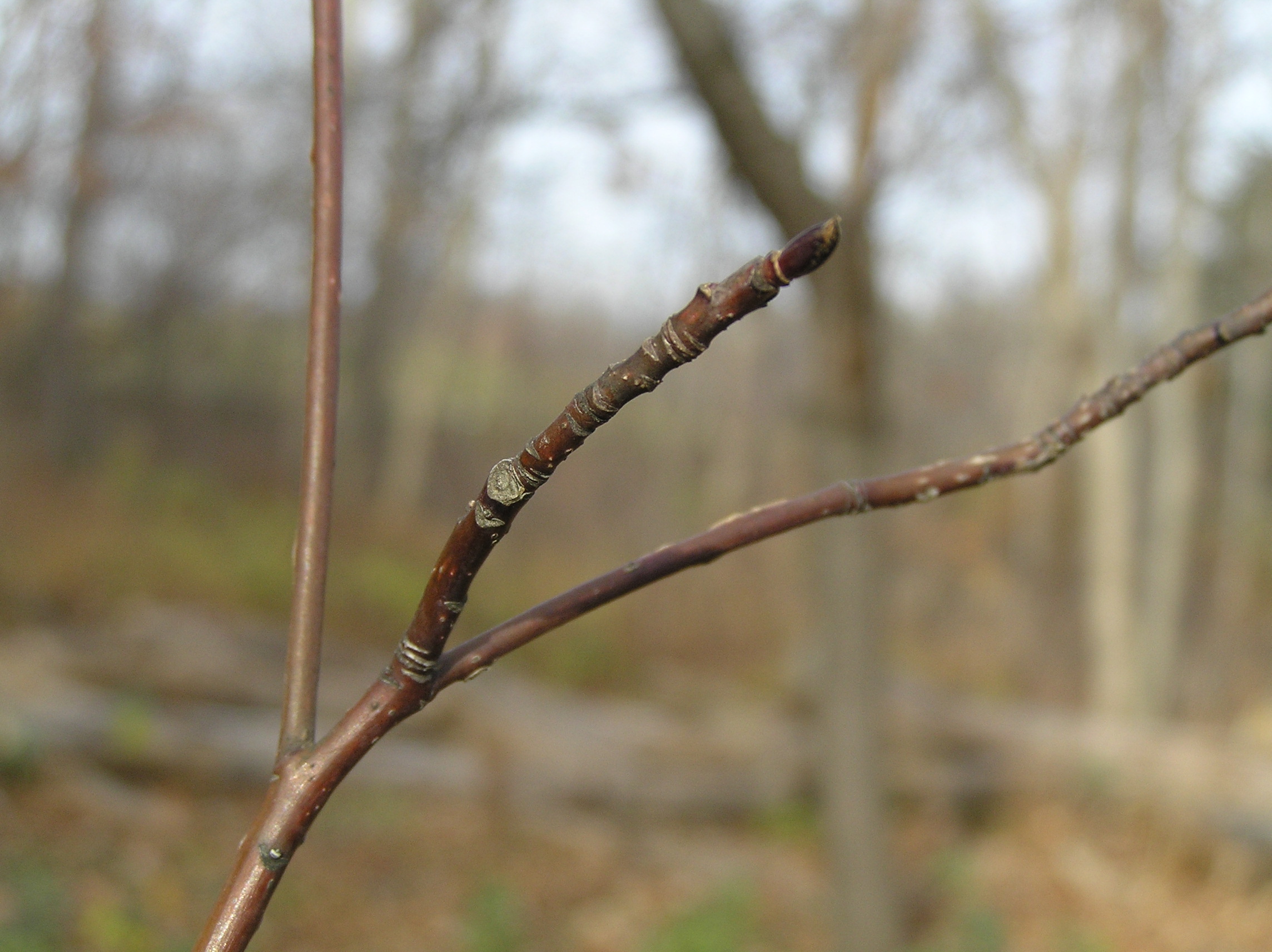 Native Trees of Indiana River Walk