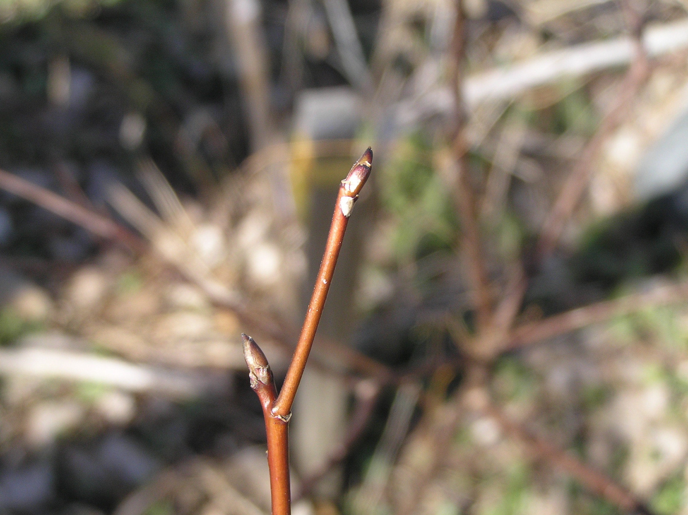 Native Trees of Indiana River Walk