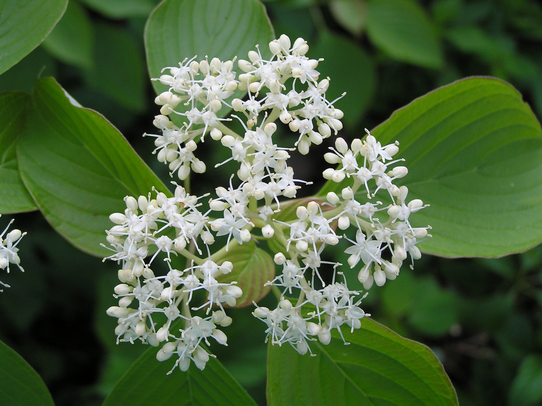 Native Trees of Indiana River Walk