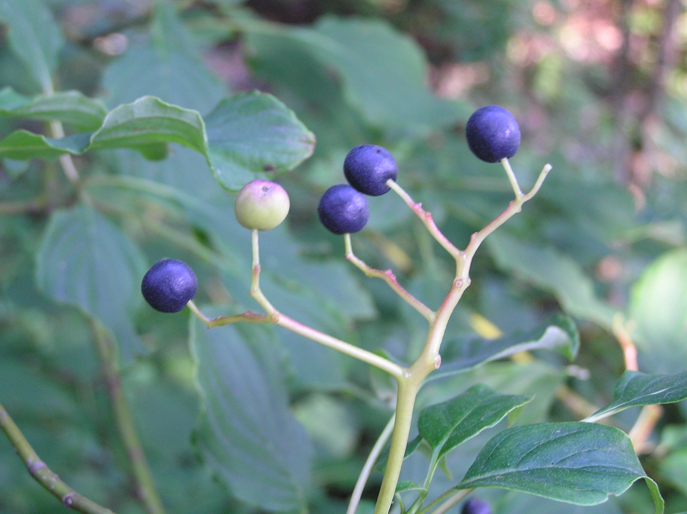 Native Trees of Indiana River Walk