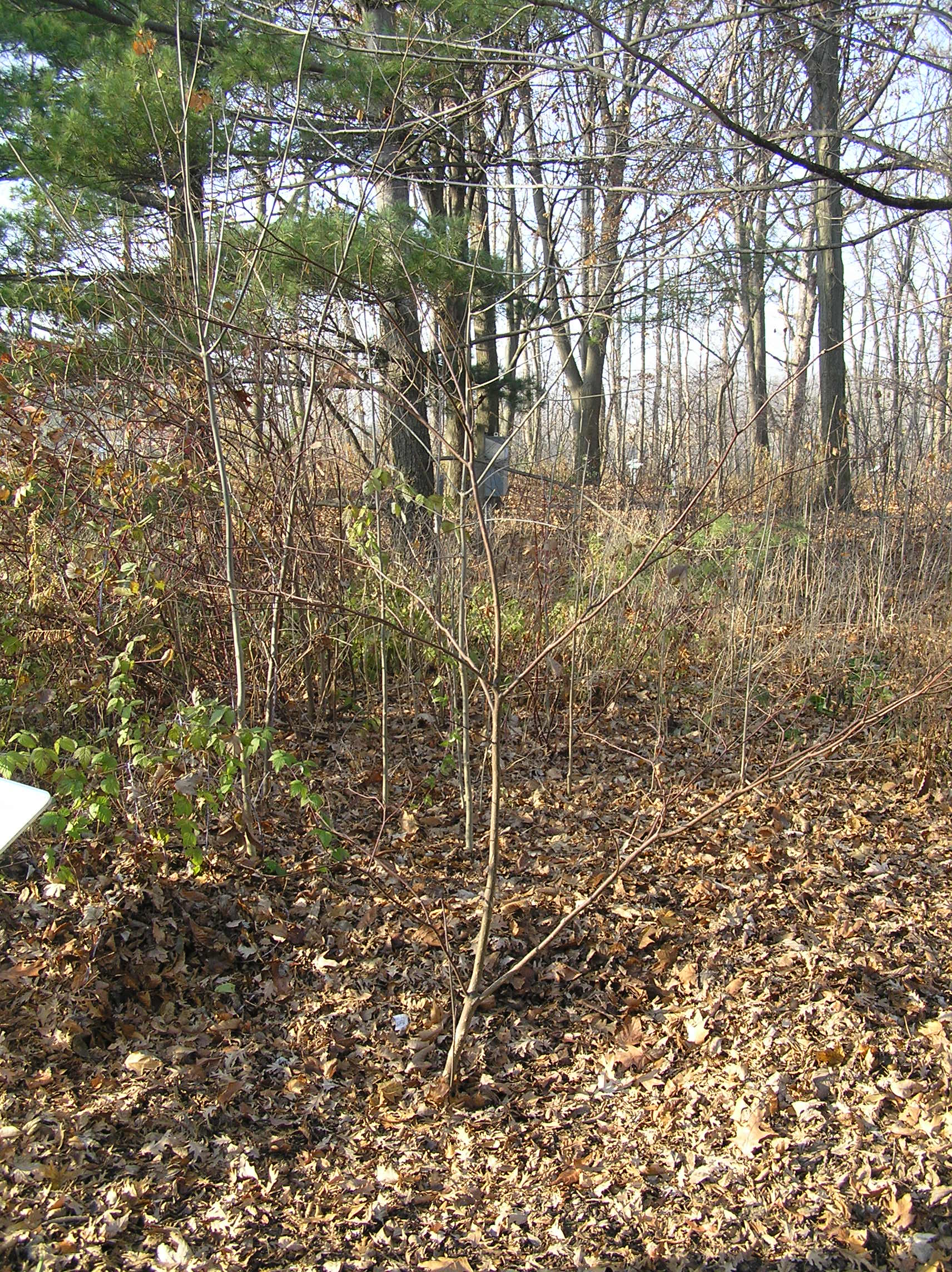 Native Trees of Indiana River Walk
