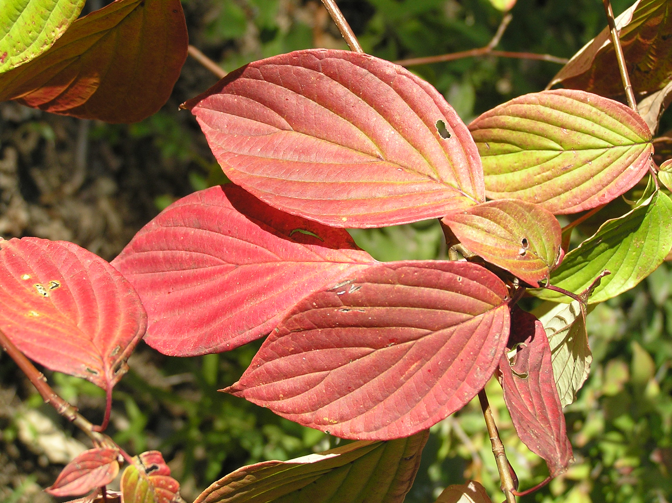 Native Trees of Indiana River Walk