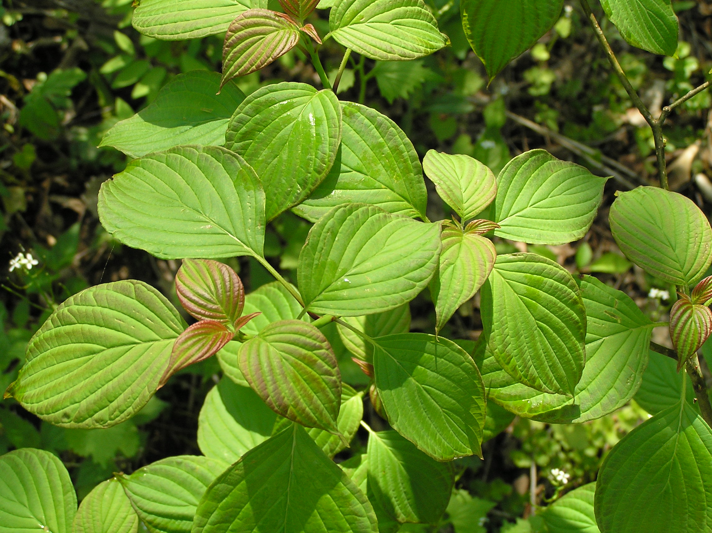 Native Trees of Indiana River Walk