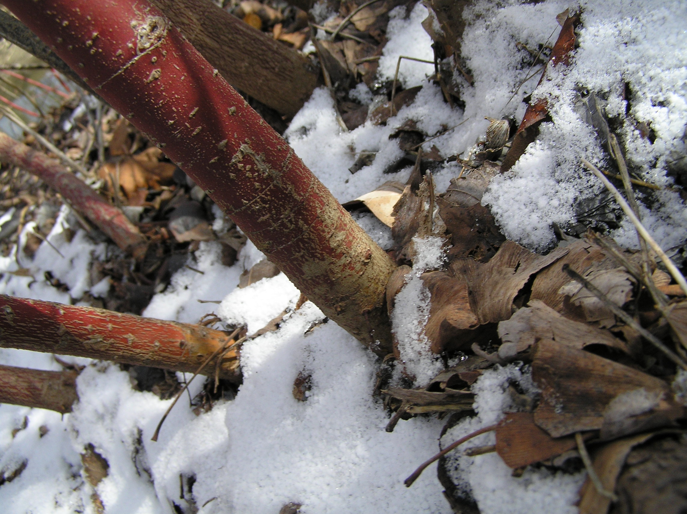 Native Trees of Indiana River Walk