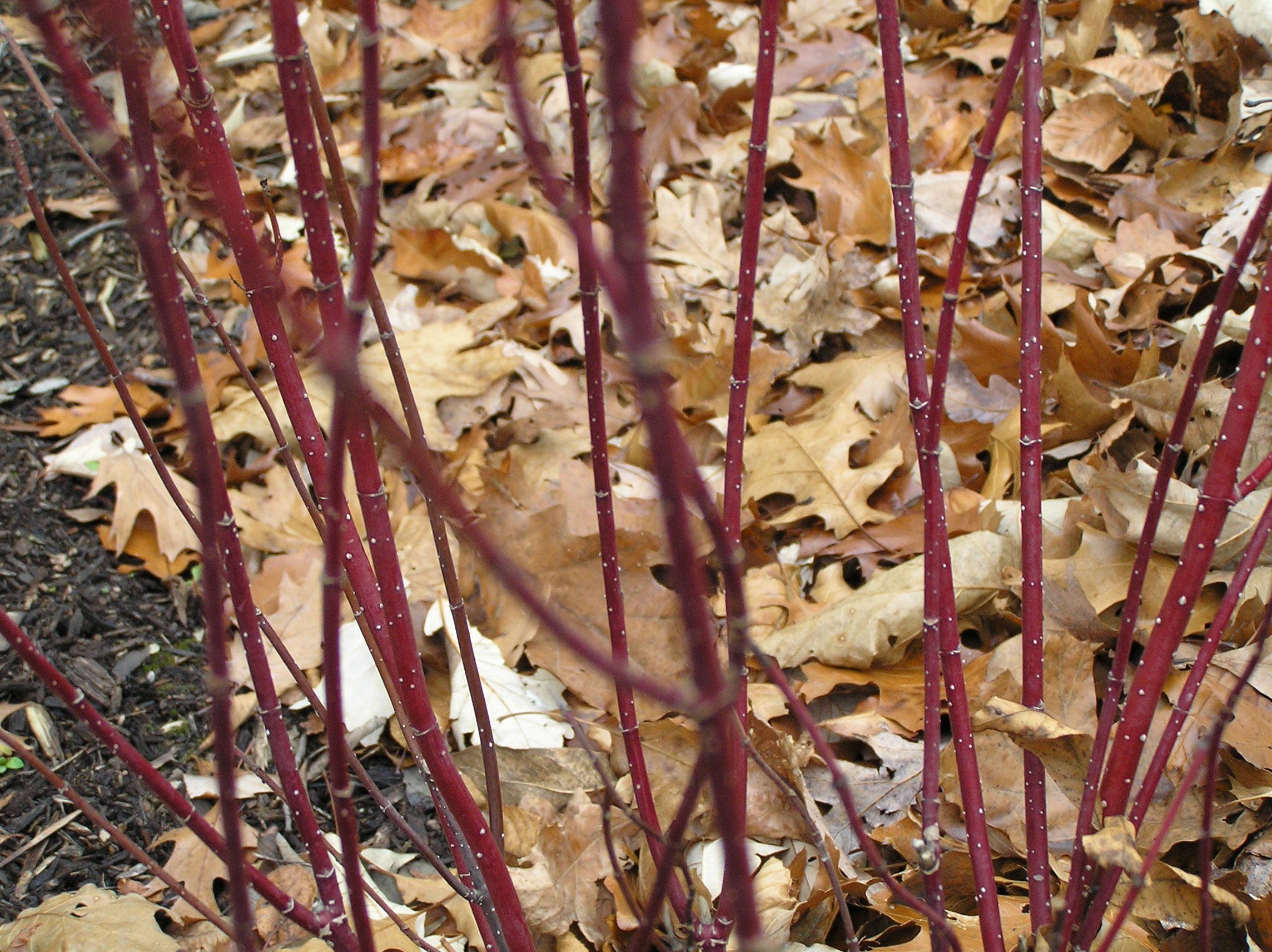 Native Trees of Indiana River Walk