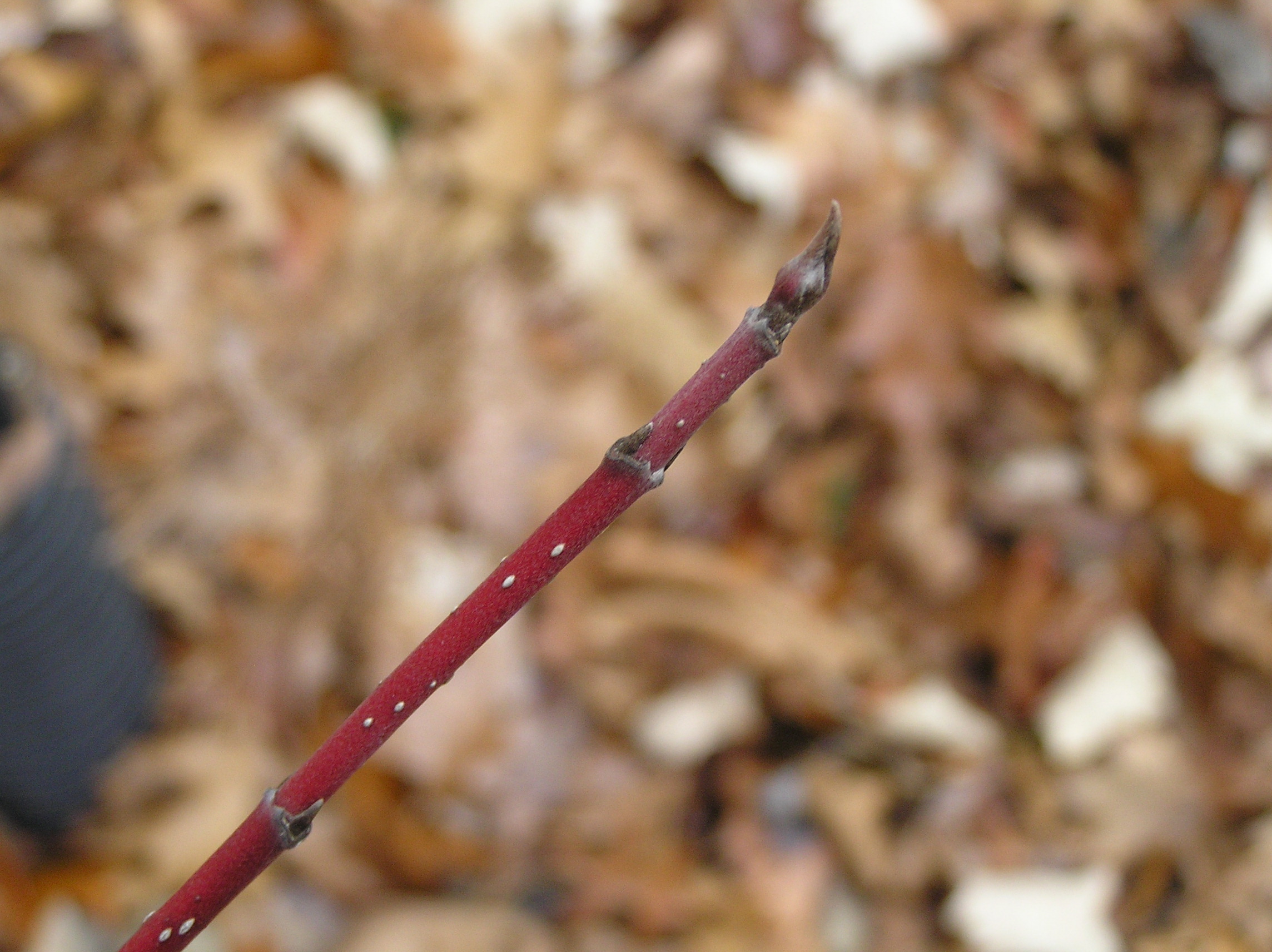 Native Trees of Indiana River Walk
