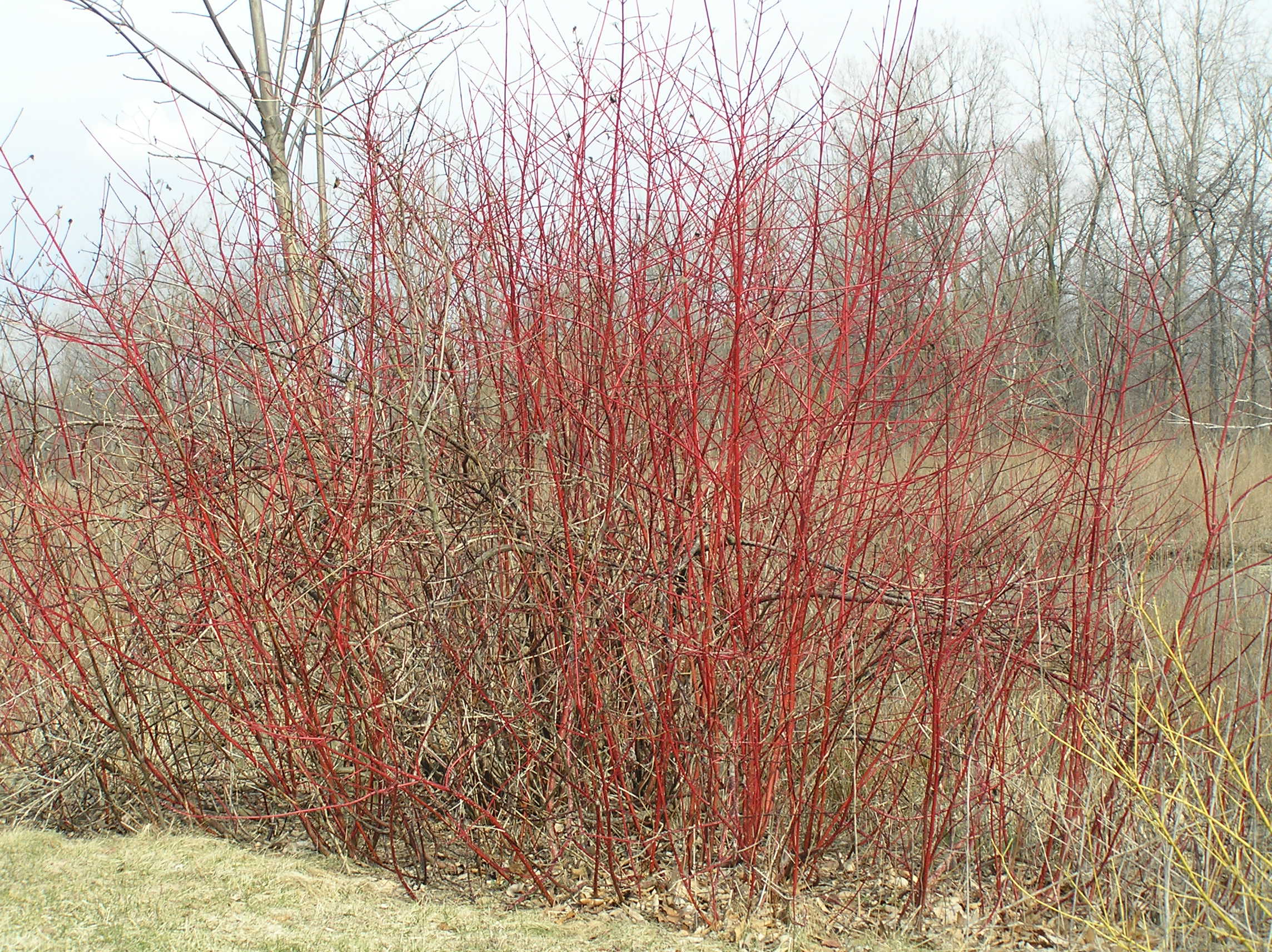 Native Trees of Indiana River Walk