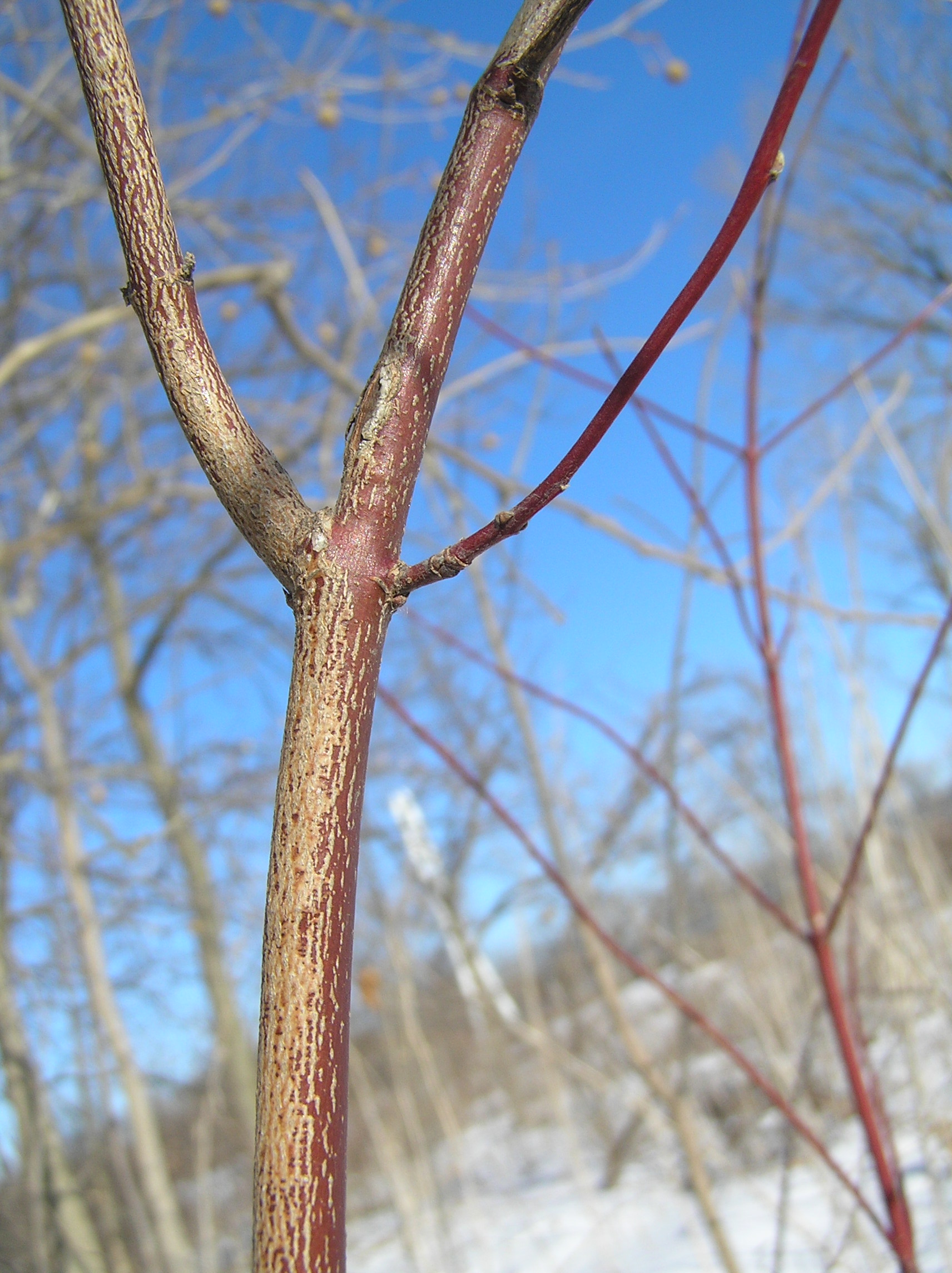 Native Trees of Indiana River Walk