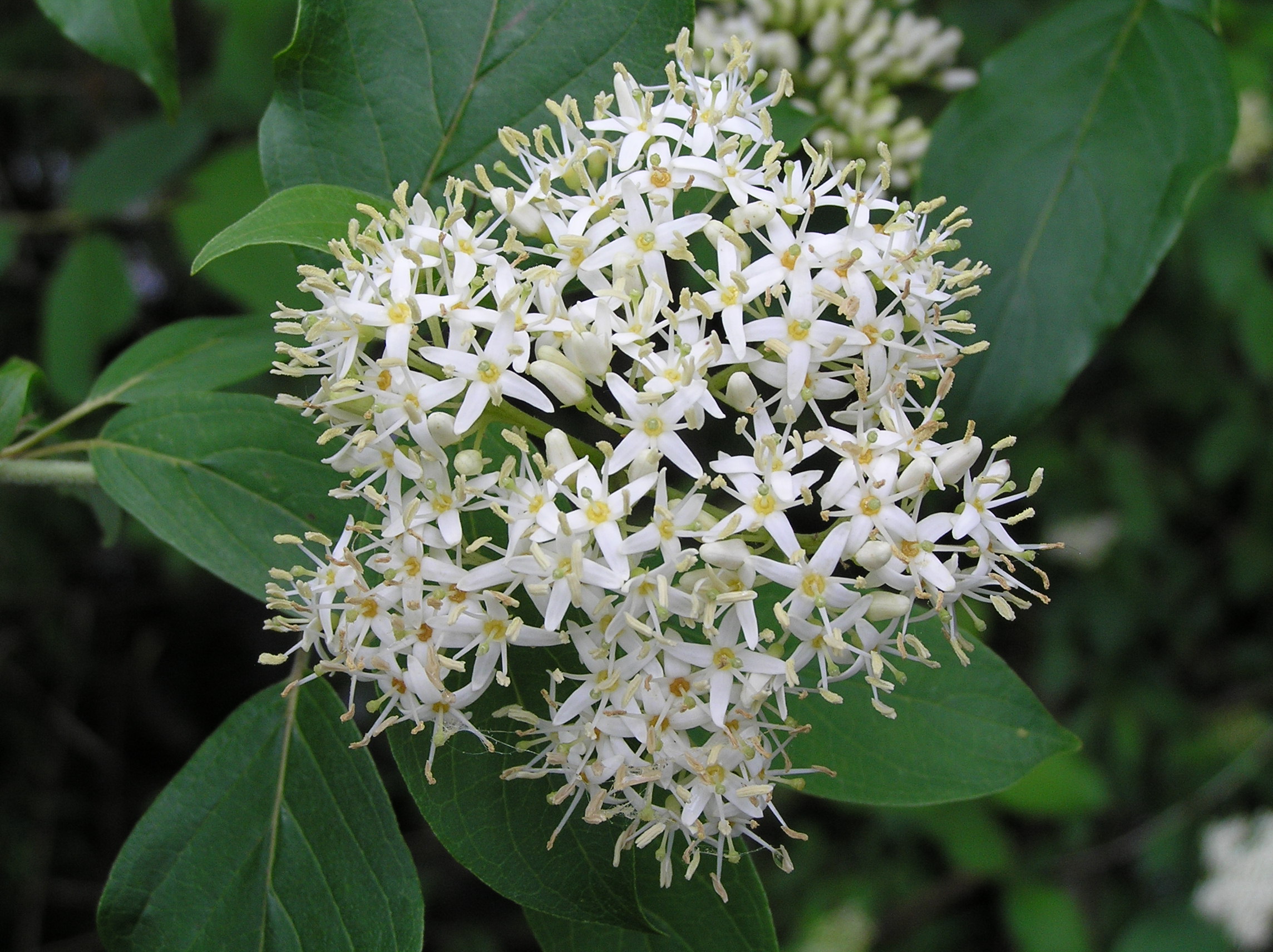 Native Trees of Indiana River Walk