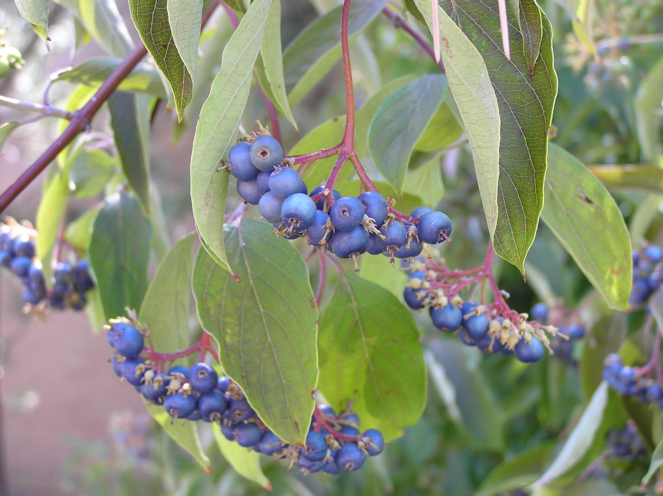 Native Trees of Indiana River Walk