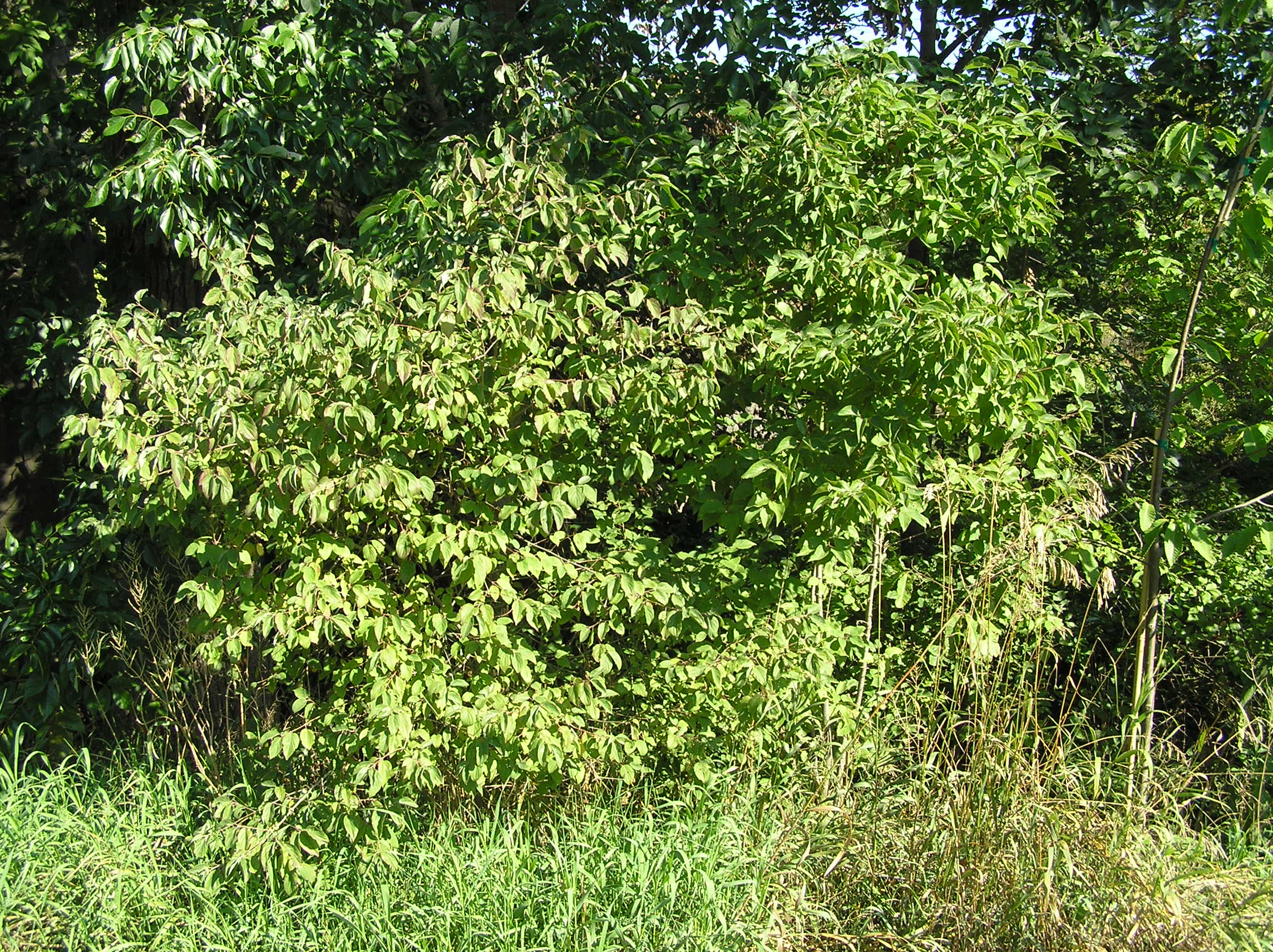 Native Trees of Indiana River Walk