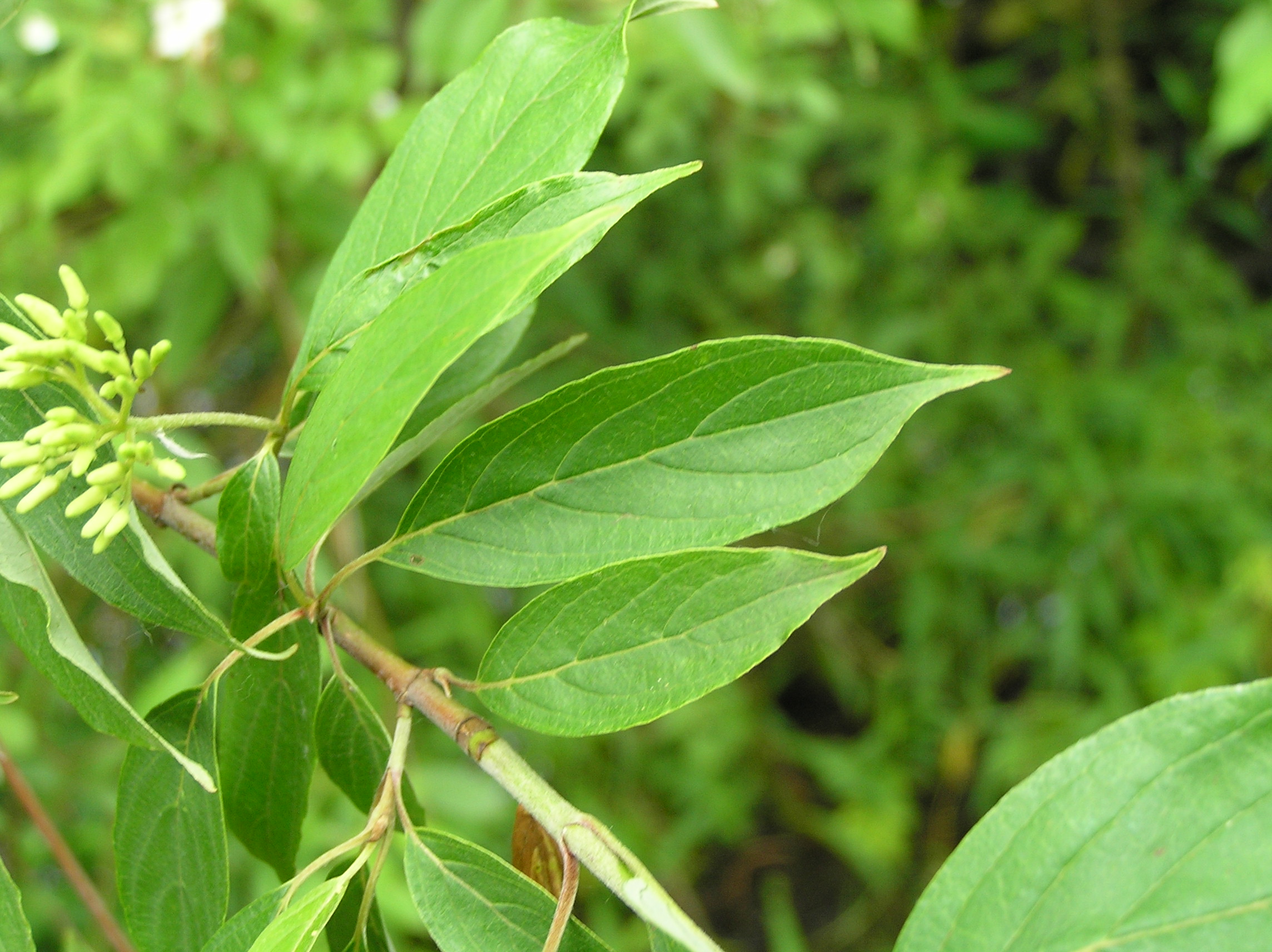 Native Trees of Indiana River Walk