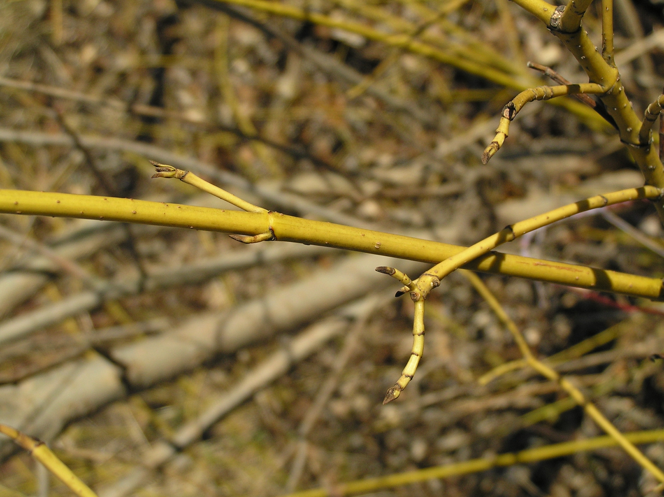 Native Trees of Indiana River Walk